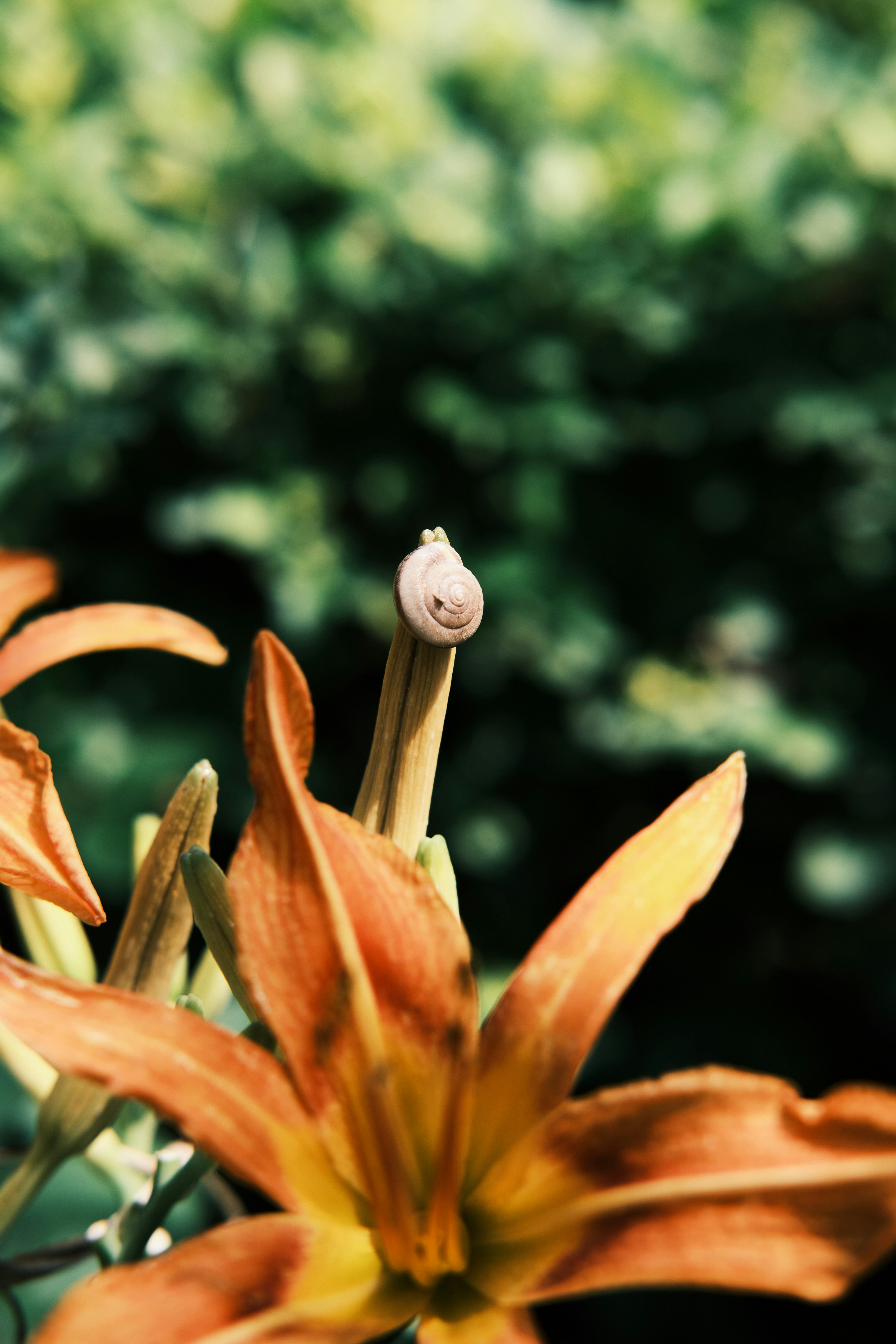 Crown of Orange Petals: a Snail’s Quiet Macro Moment