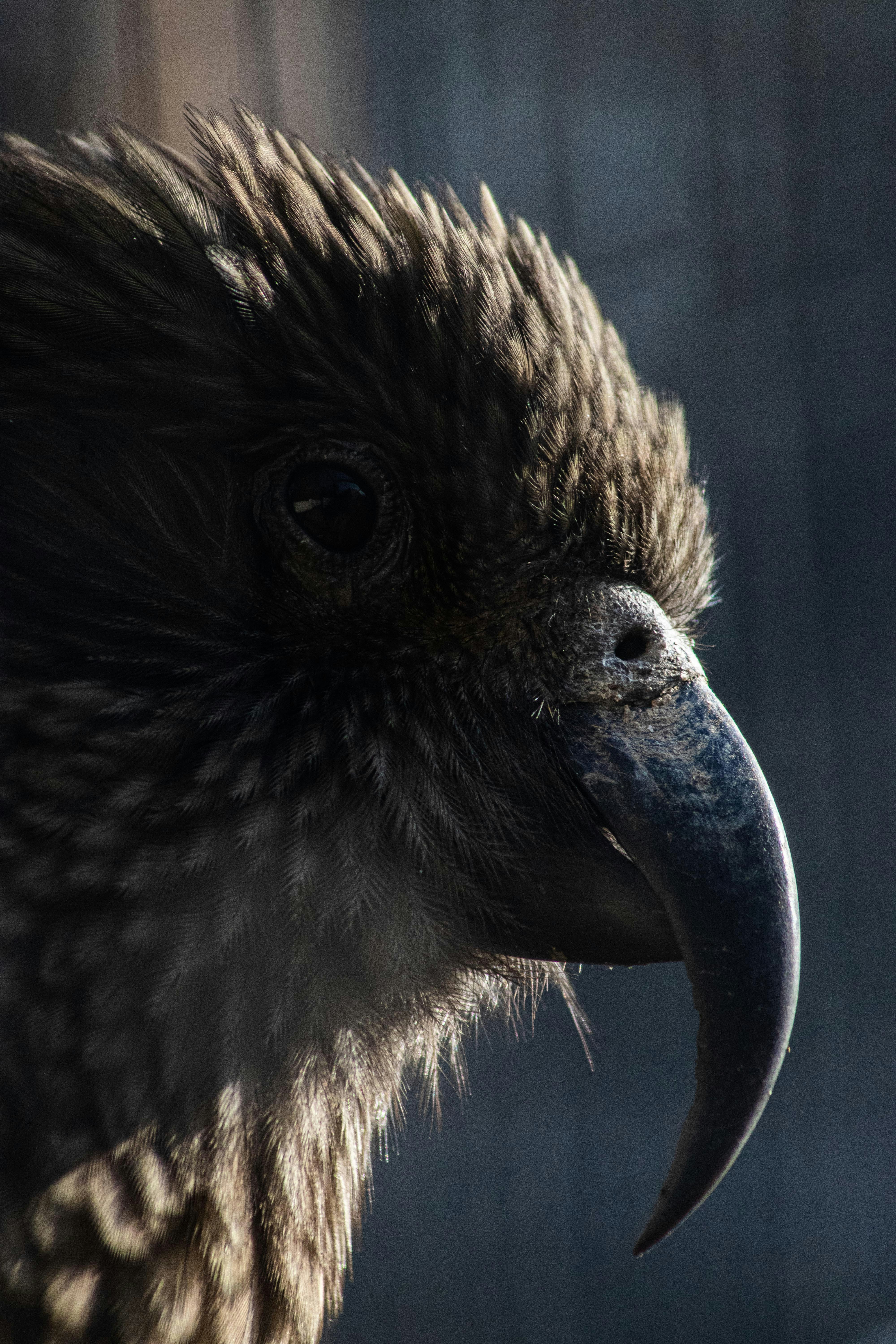 Obsidian Beak, Watchful Eye: A Raven's Close-Up