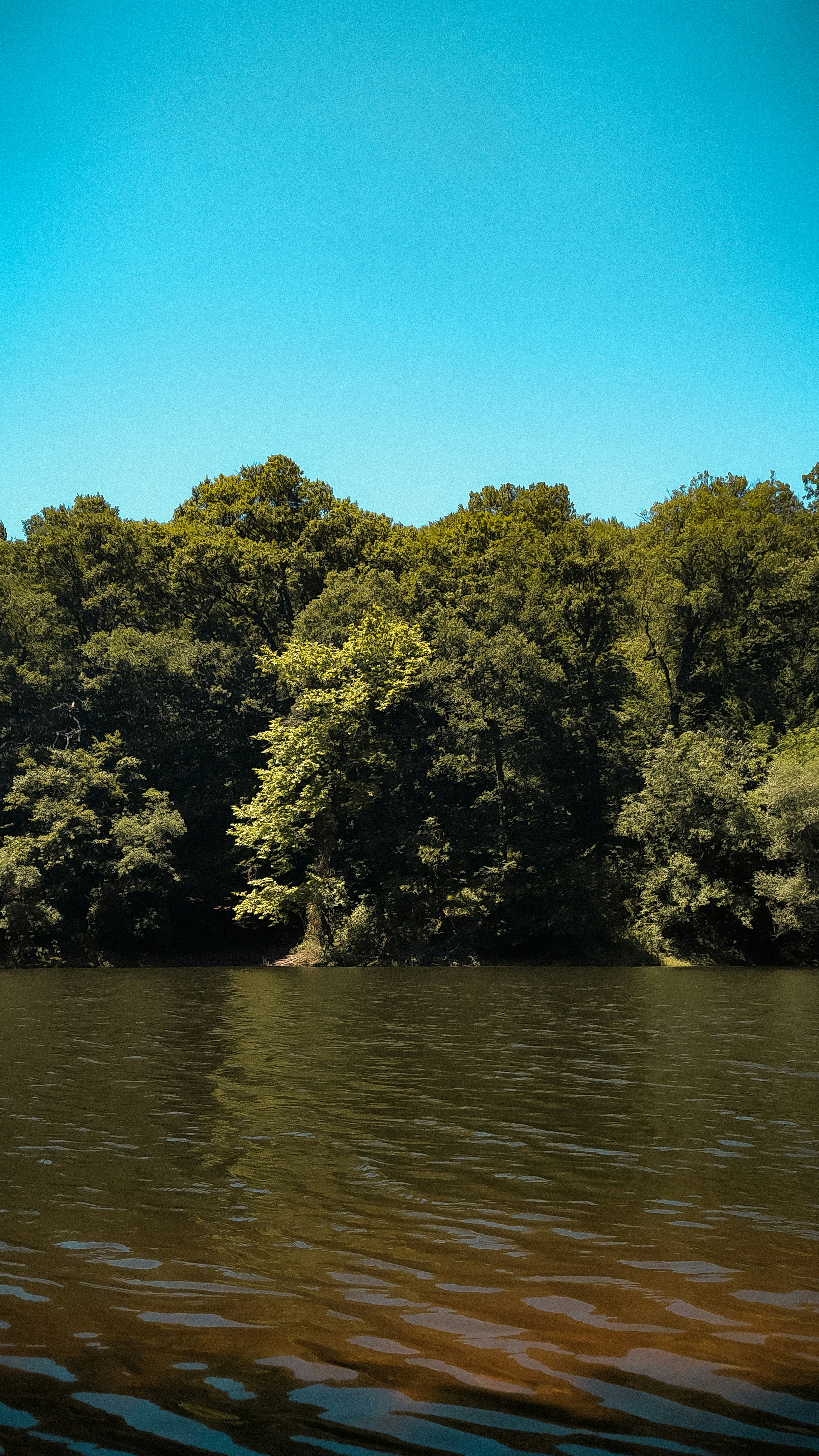 Lush green trees reflecting on a calm water surface under a clear blue sky.