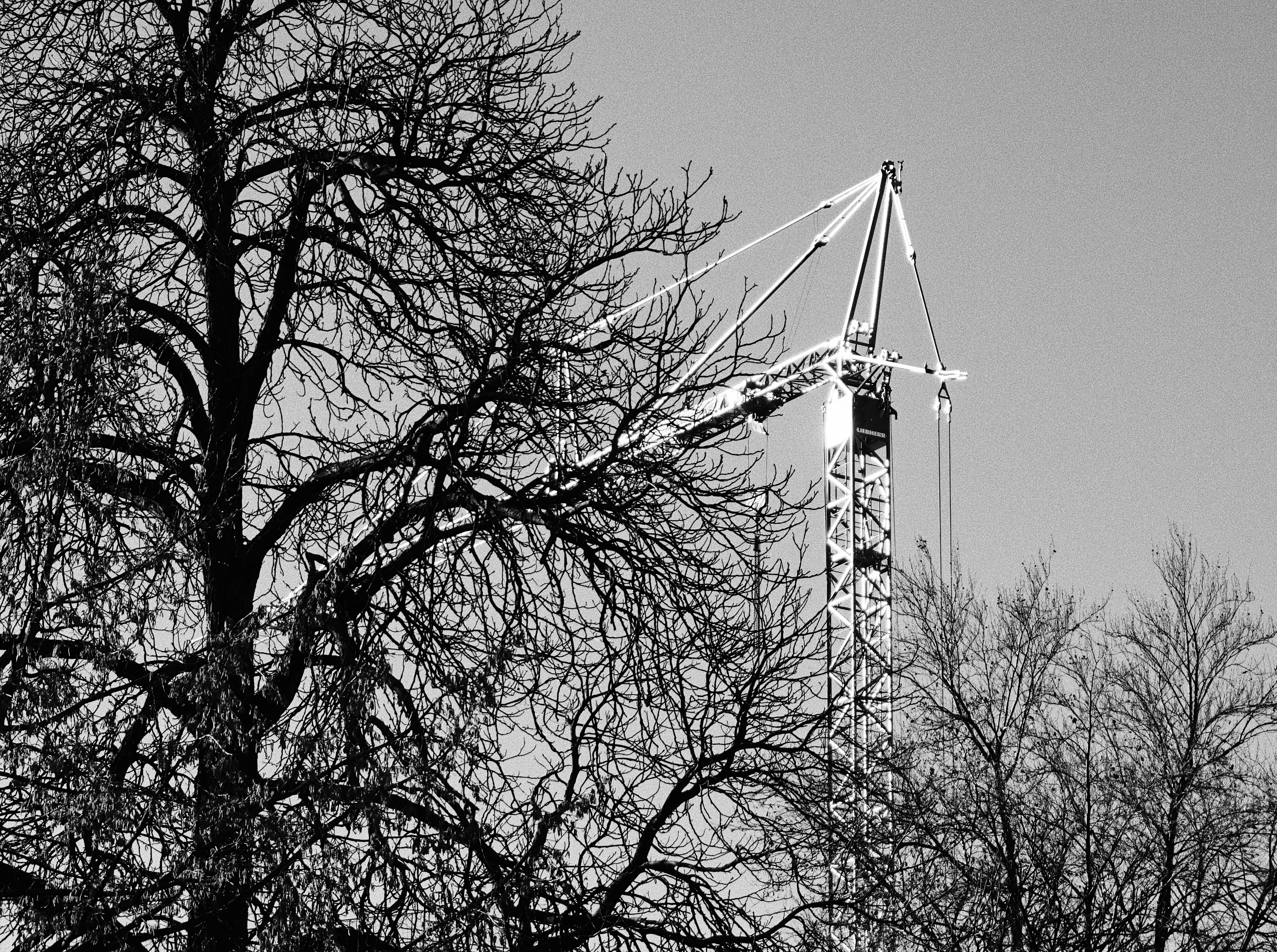 Crane Among Winter Veins: A Silhouette Above Bare Branches