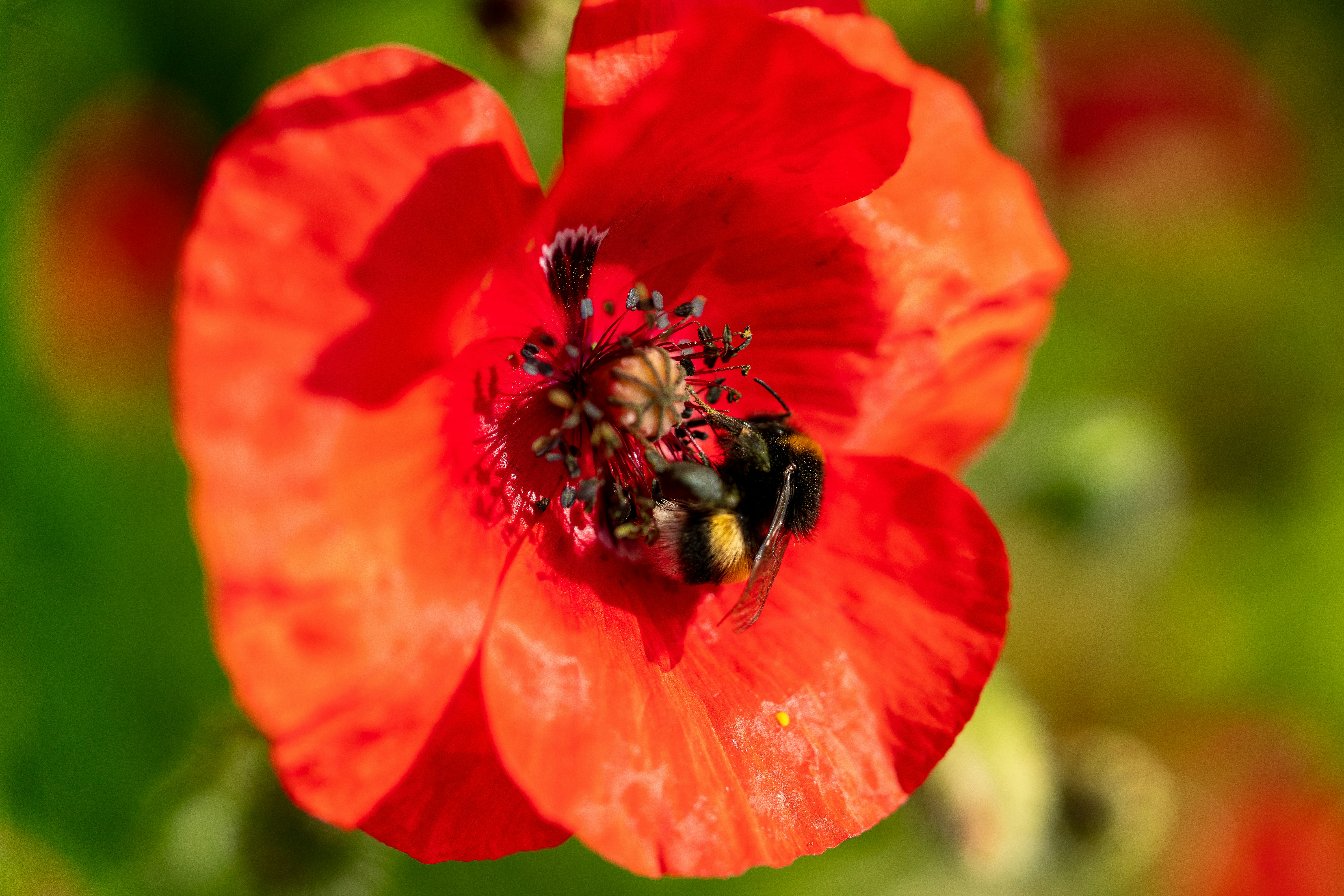 Symphony of Nature: Bumblebee's Dance on Scarlet Petals