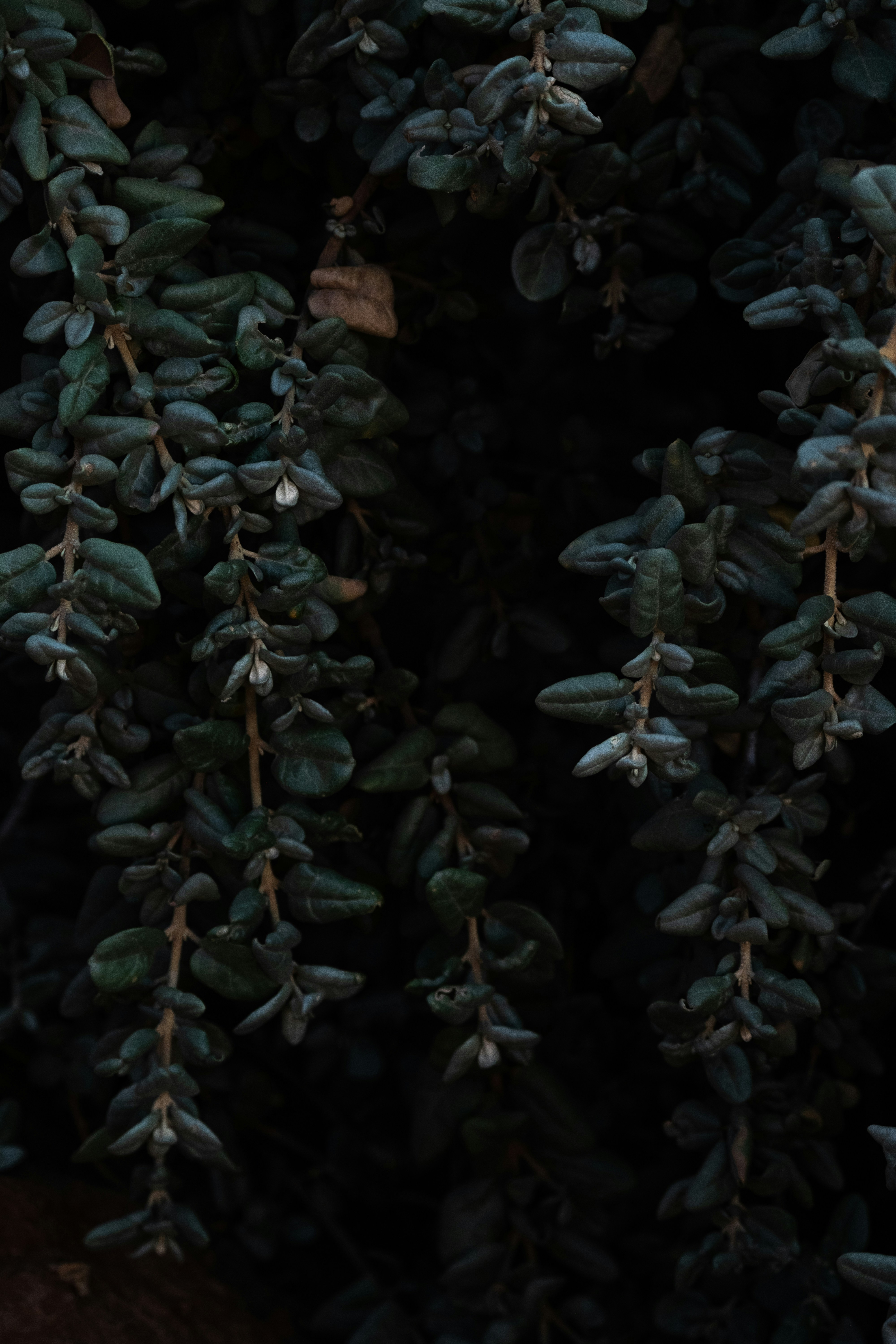 Midnight Cascade: Velvet Shadow Drapes of Tiny Leaves