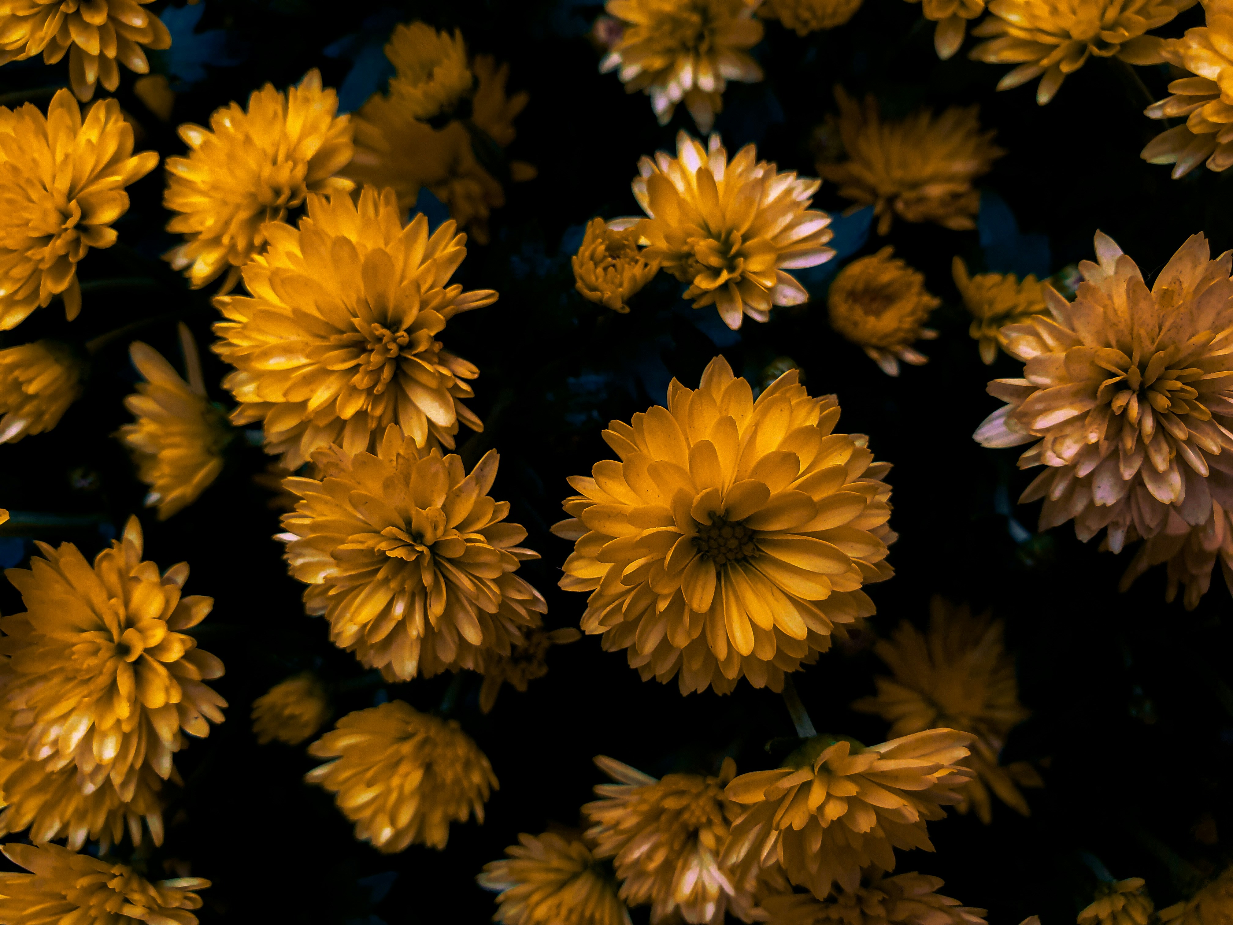 Vibrant golden chrysanthemums set against a dark background, highlighting their rich textures.