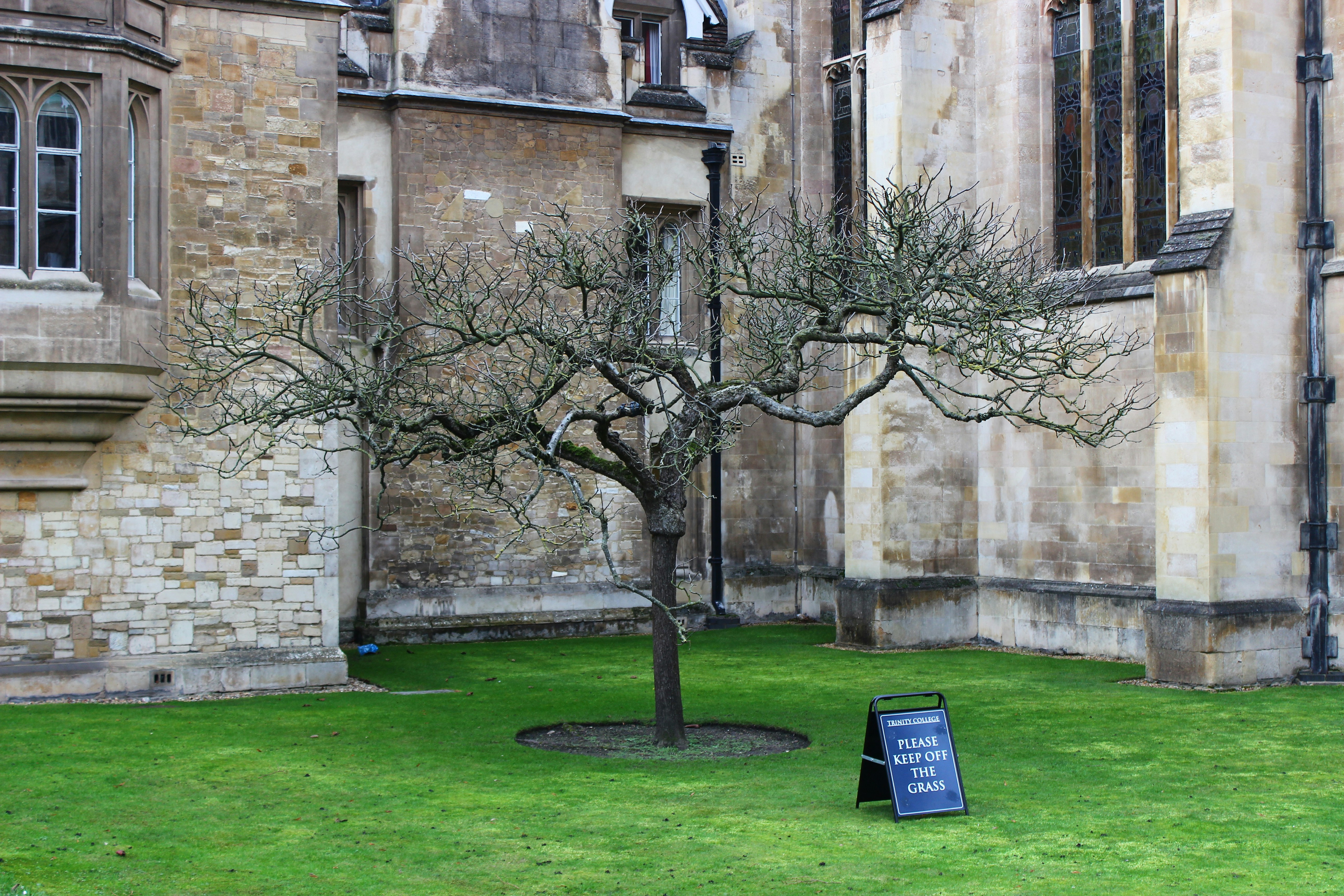 A solitary, leafless tree stands in a manicured lawn beside a historic stone building, marked by a sign requesting visitors to stay off the grass.