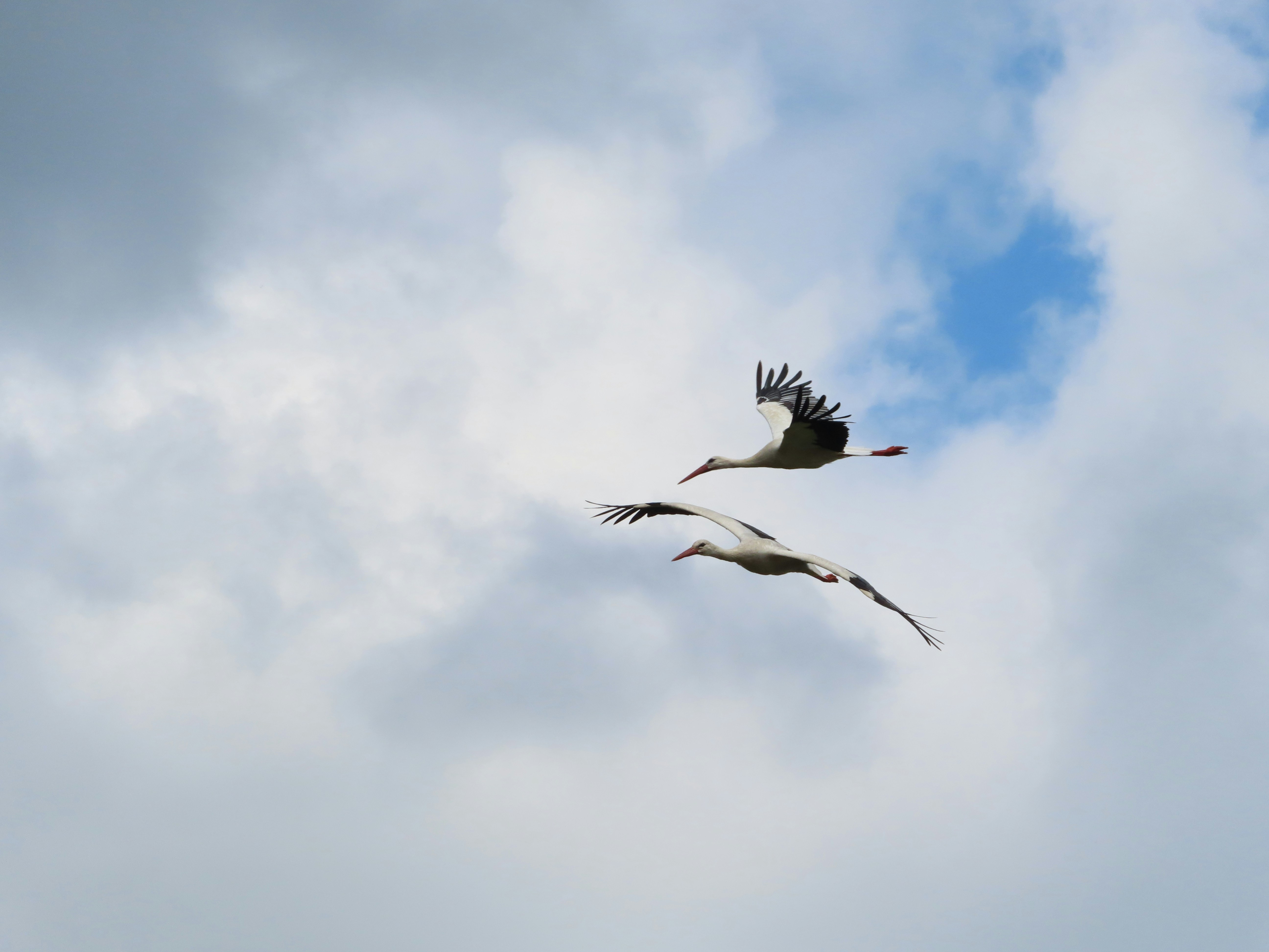 Two storks glide gracefully through a backdrop of soft clouds and blue sky.
