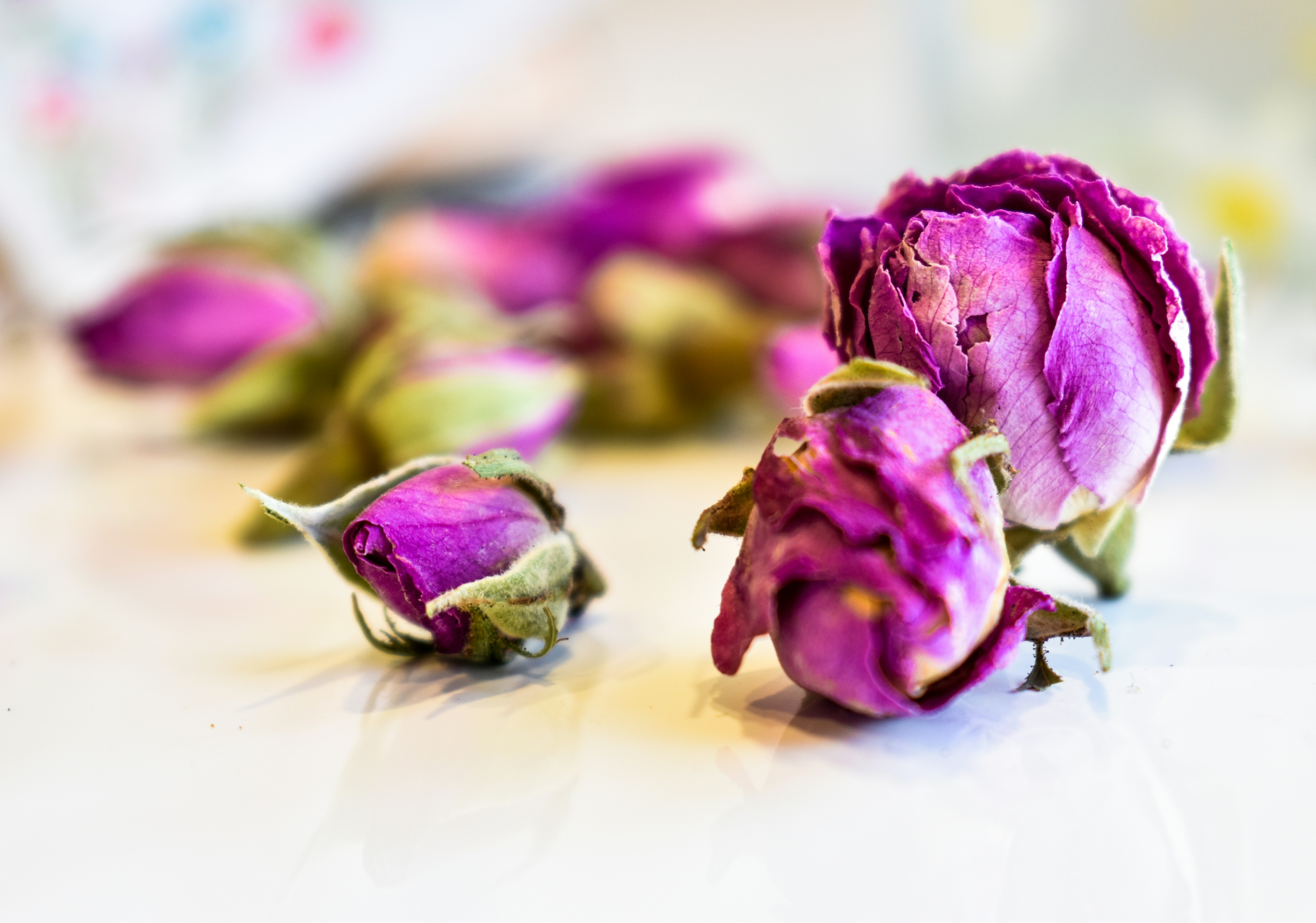 Dry Pink Buds on a Gleaming White Surface