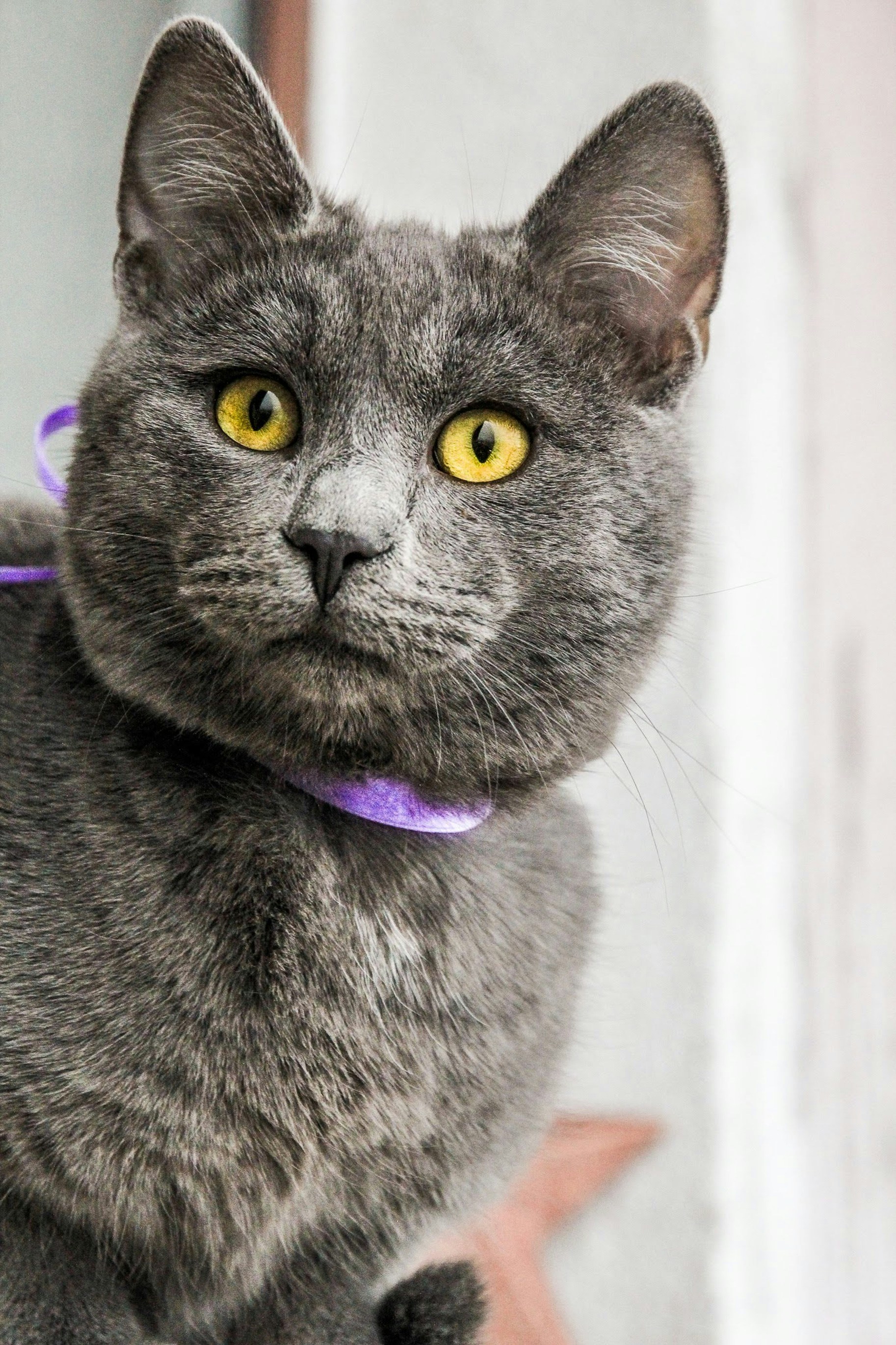 Gray cat with striking yellow eyes and a purple collar, gazing thoughtfully. The background hints at a cozy indoor setting.