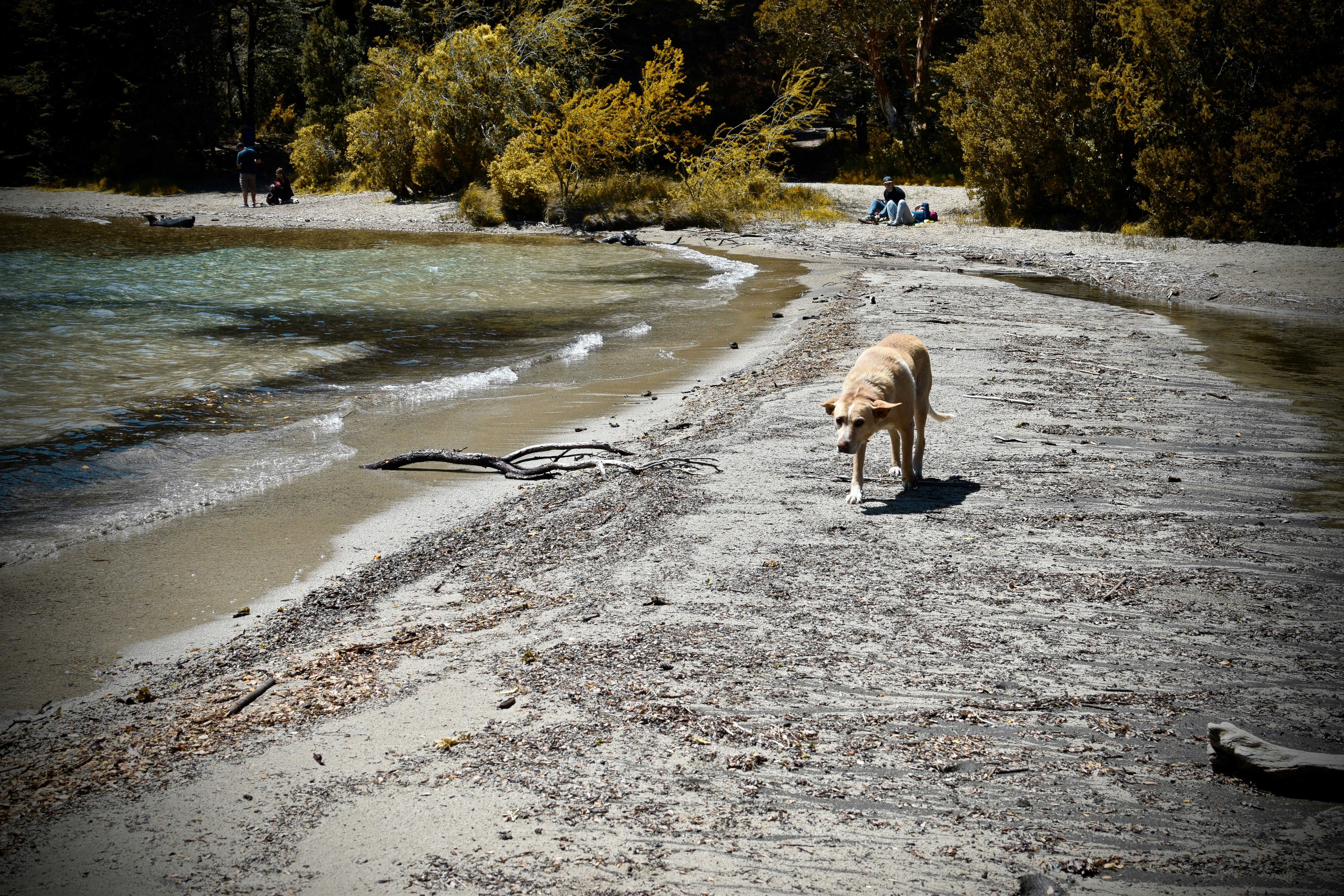 Golden retriever walking along a sandy lakeshore with trees in the background.