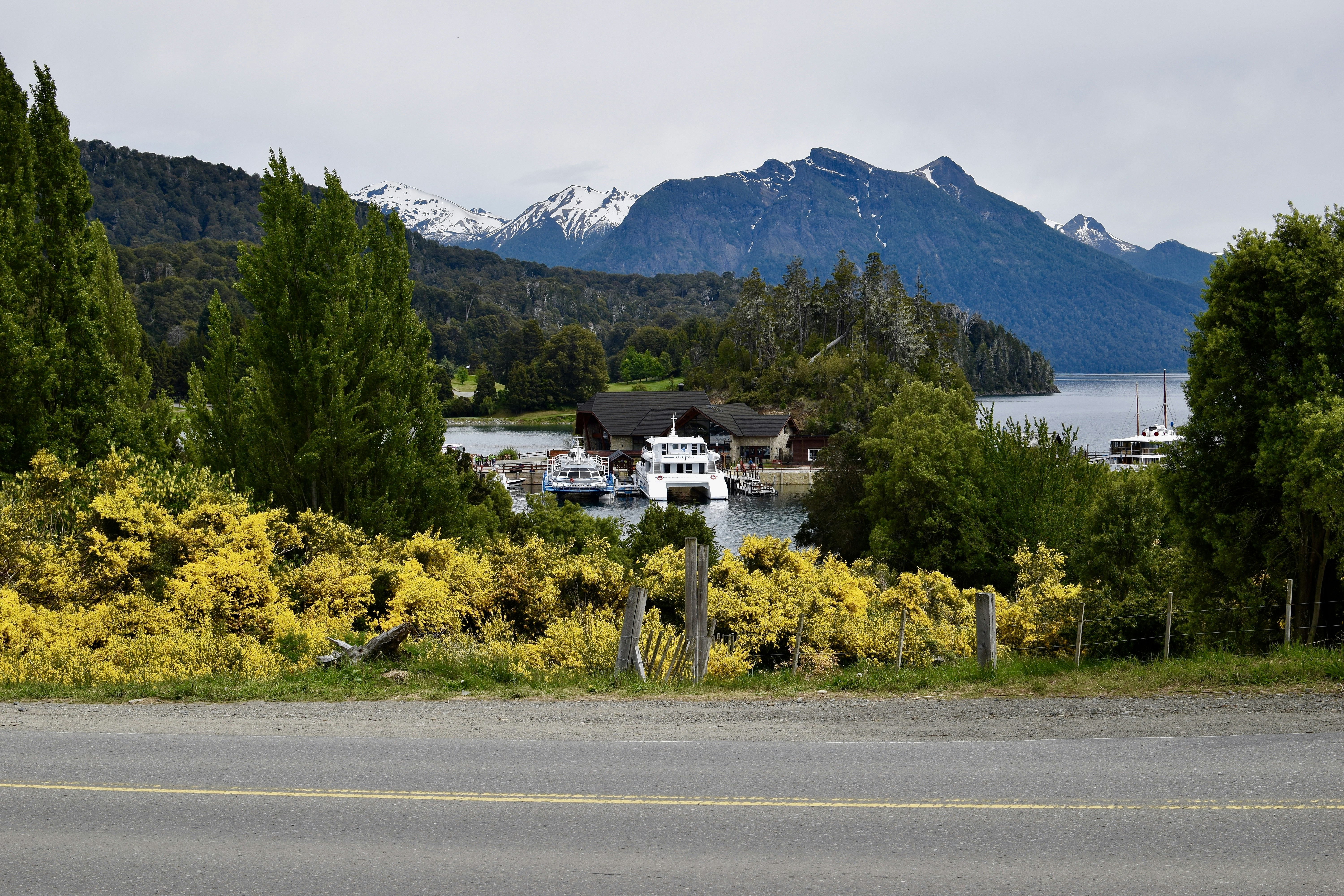 Lakeside Village Between Golden Blossoms and Snowy Peaks