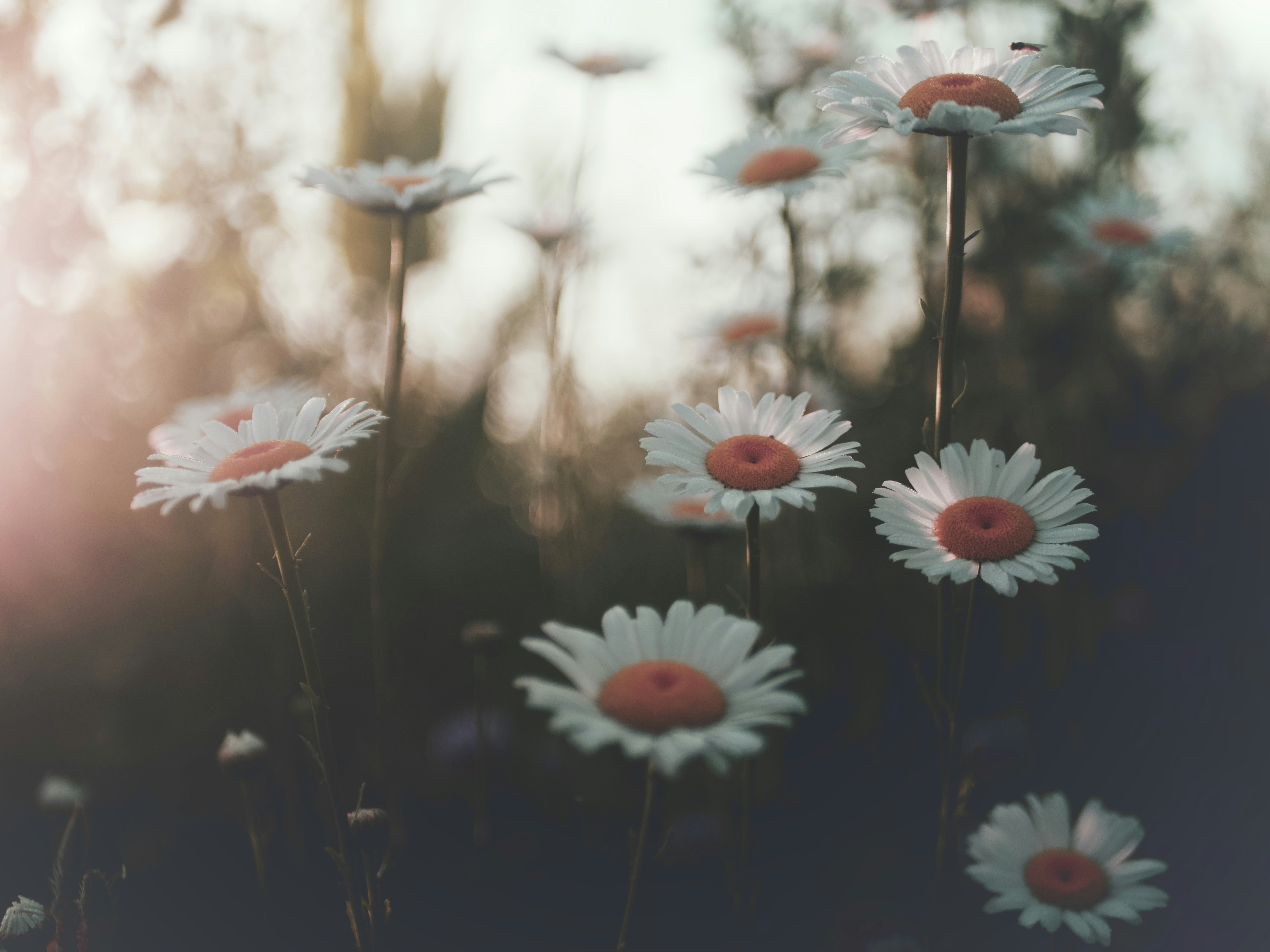 white and pink flowers in tilt shift lens