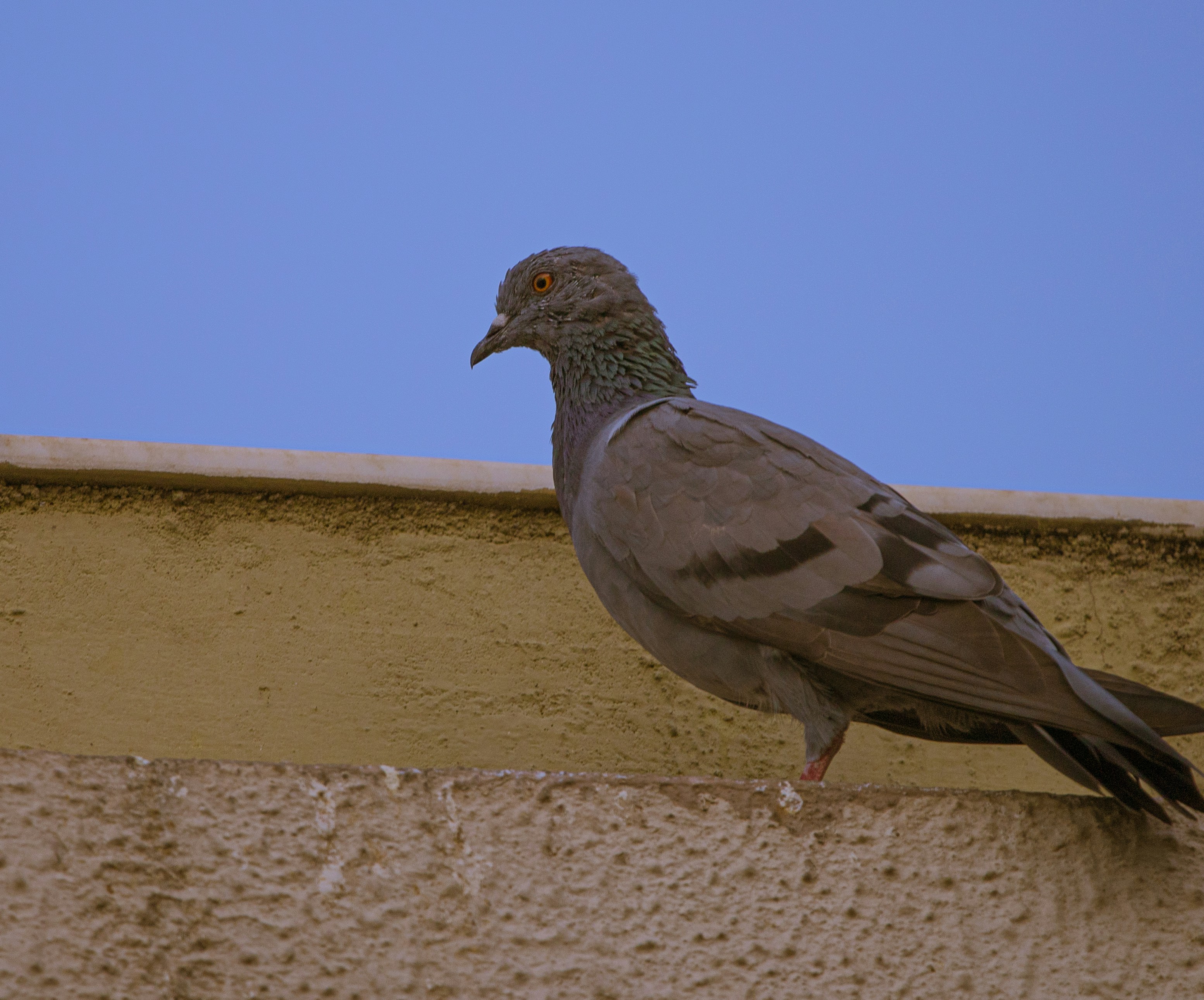 A pigeon perches on a ledge, observing its surroundings against a clear blue sky. The scene highlights the bird's intricate feather details and vibrant eye.