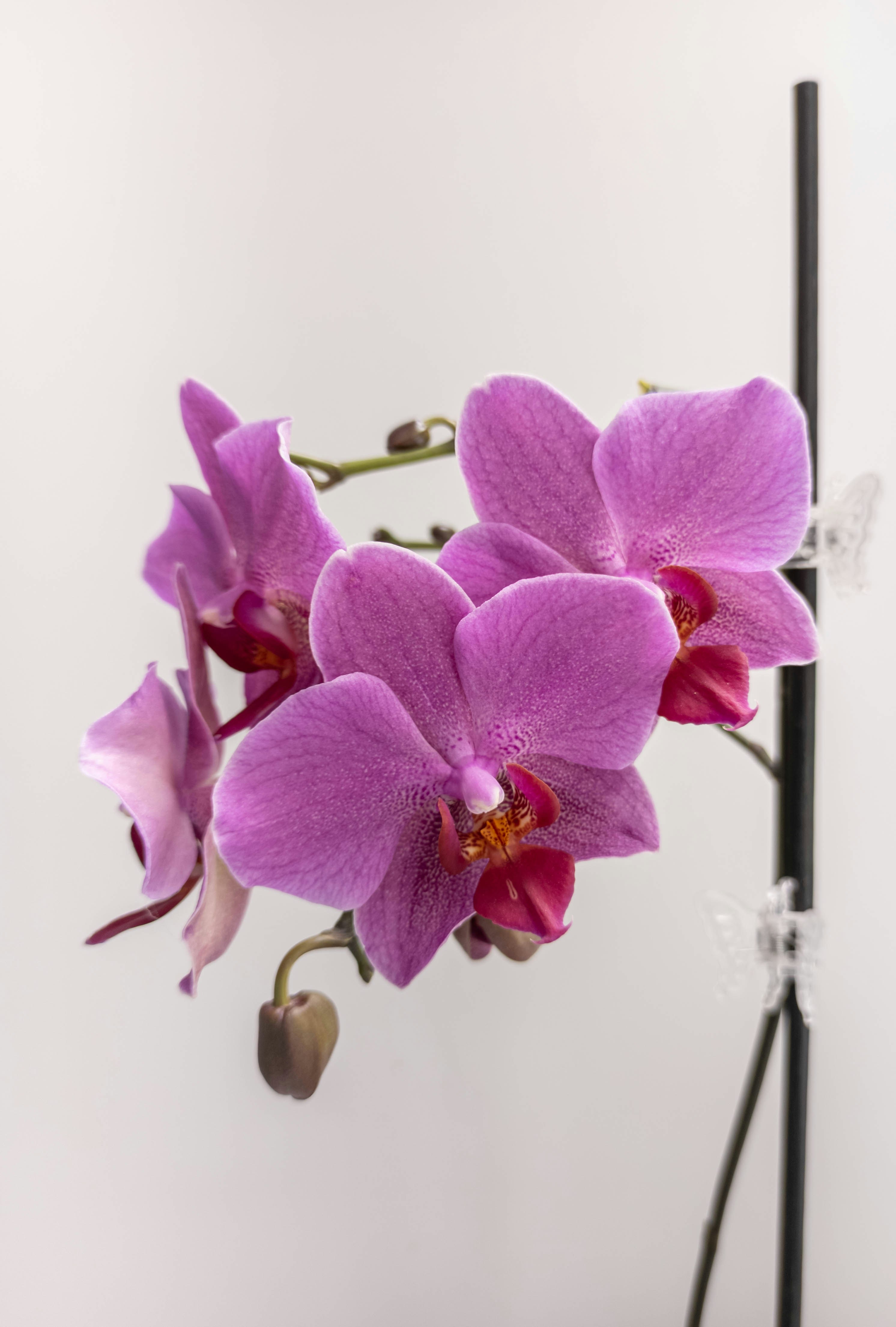 Orchidées Rouges Photos | Télécharger des images gratuites sur Unsplash