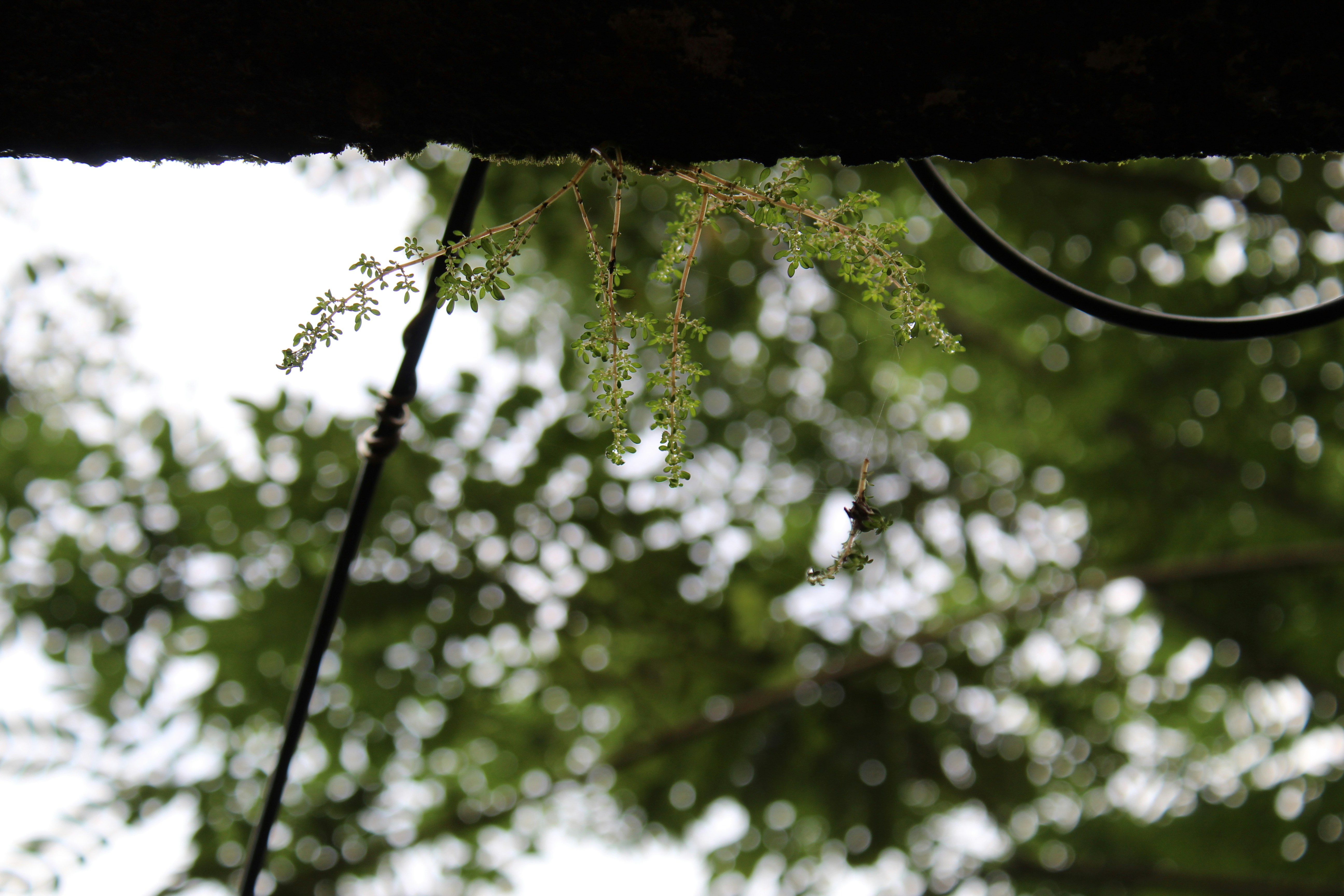brown rope tied on tree during daytime