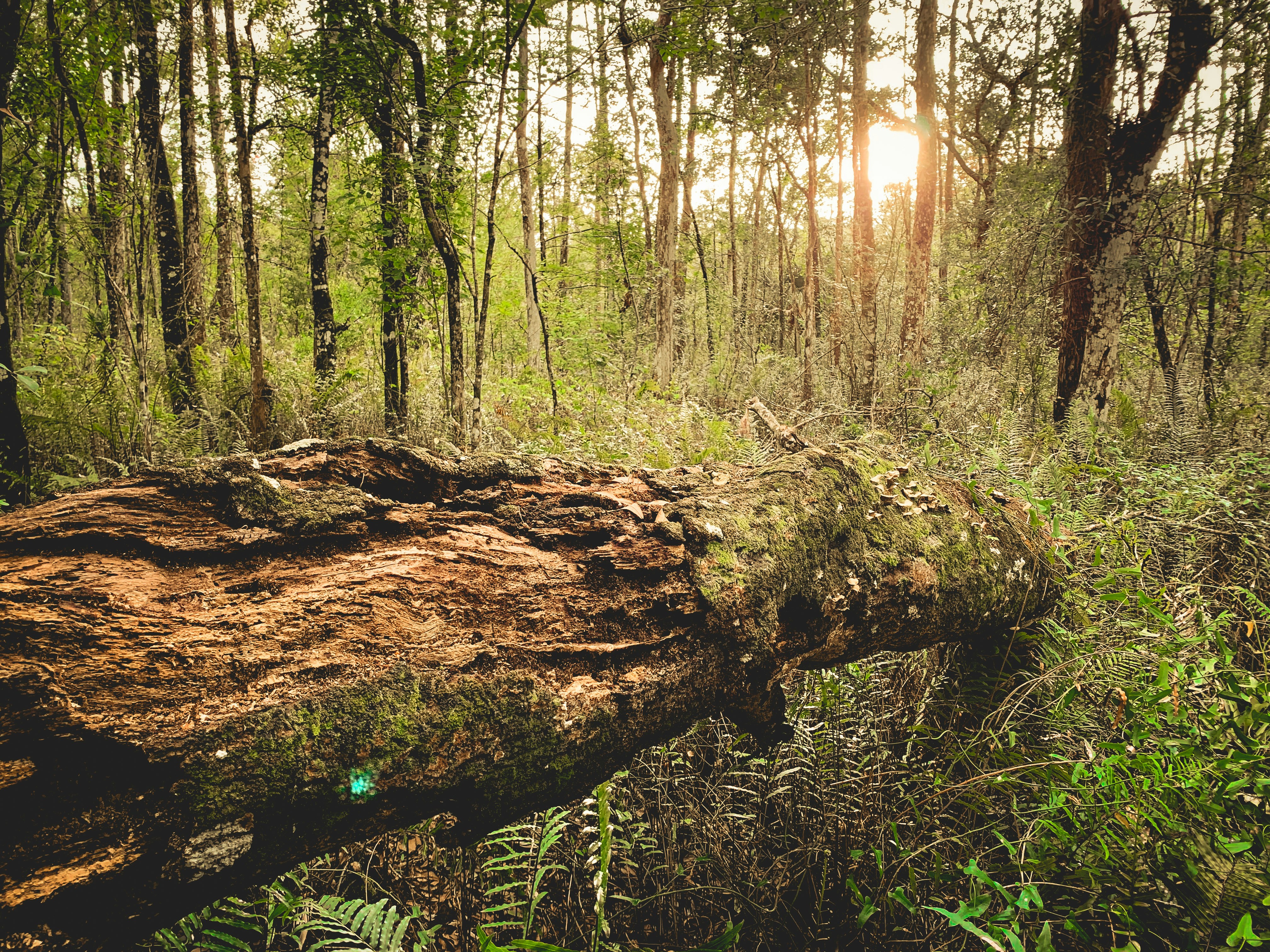 Moss-covered fallen tree among ferns in a sunlit forest.