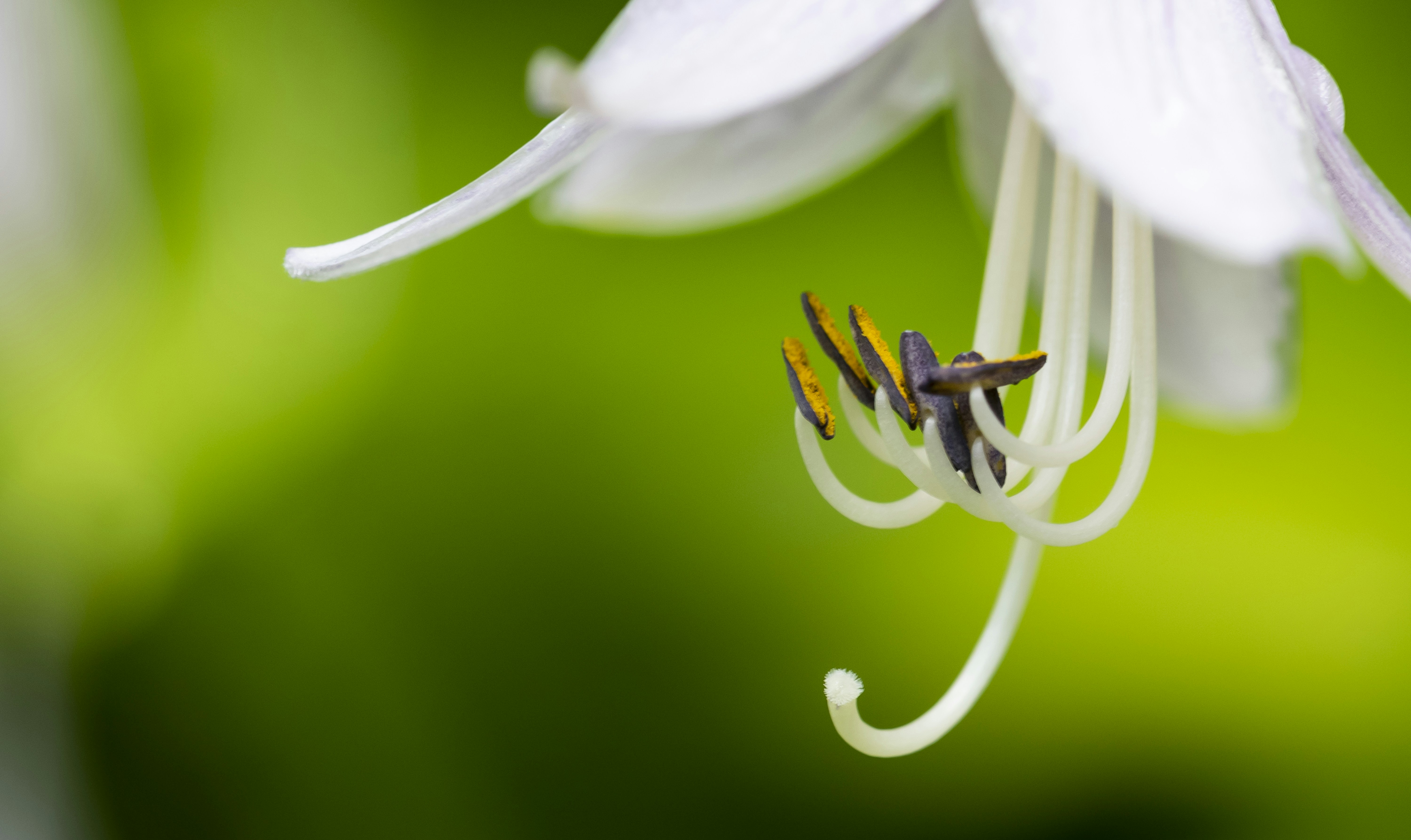 white flower in tilt shift lens