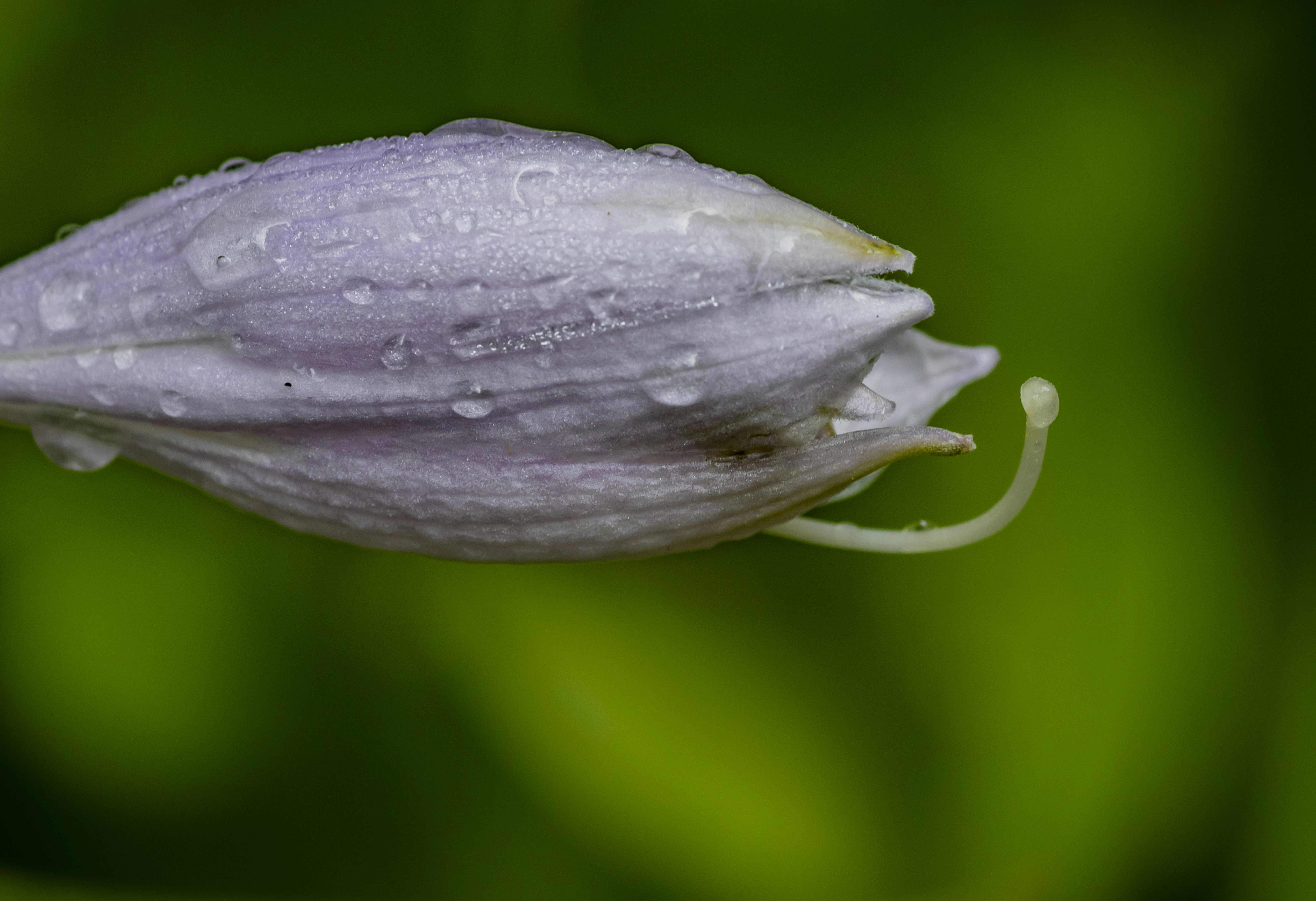 Capullo de flor blanco y púrpura foto – Imagen de Flor gratuita en Unsplash