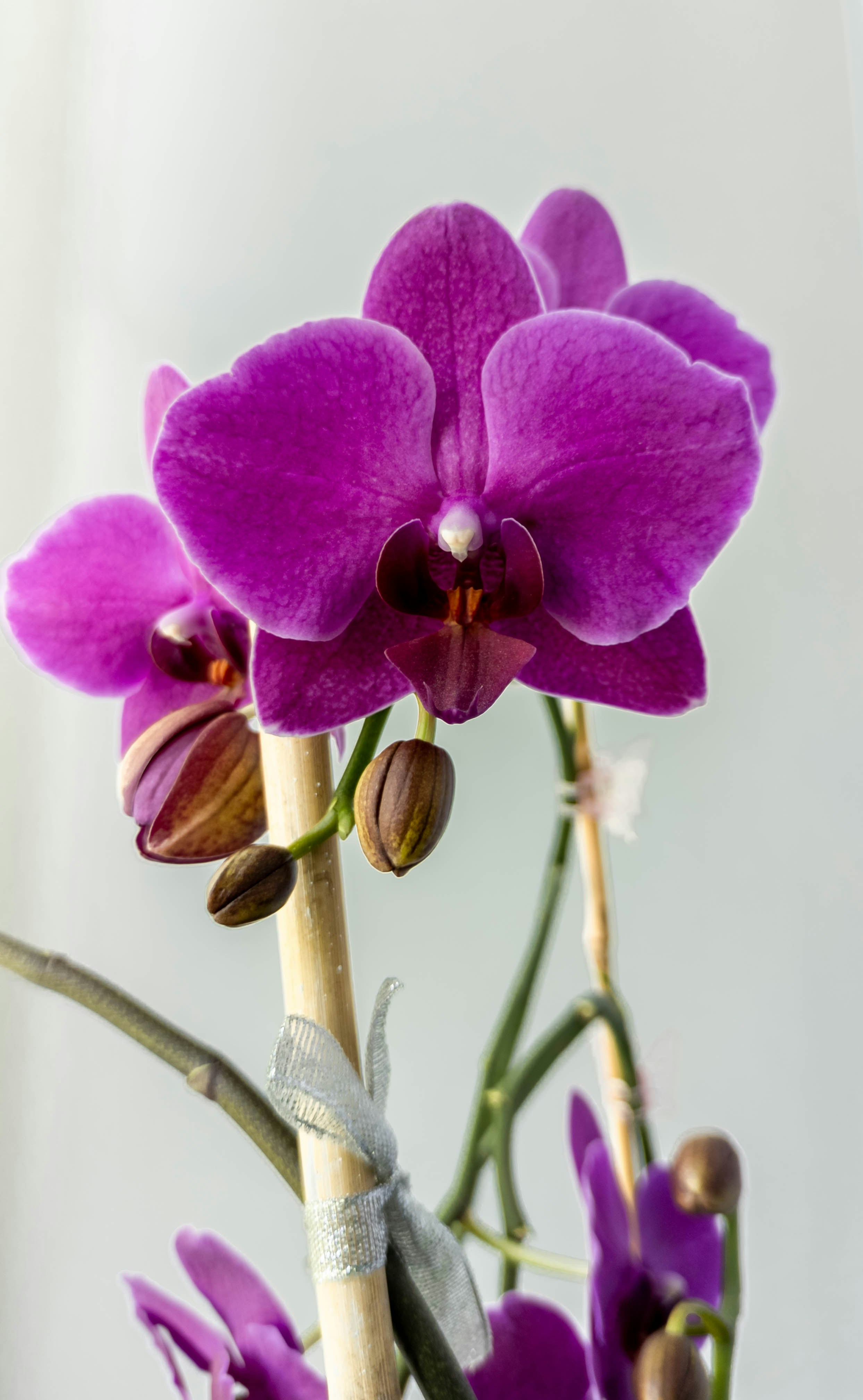 Vibrant purple orchid blossoms with delicate buds, elegantly arranged on a slender stem against a soft background.