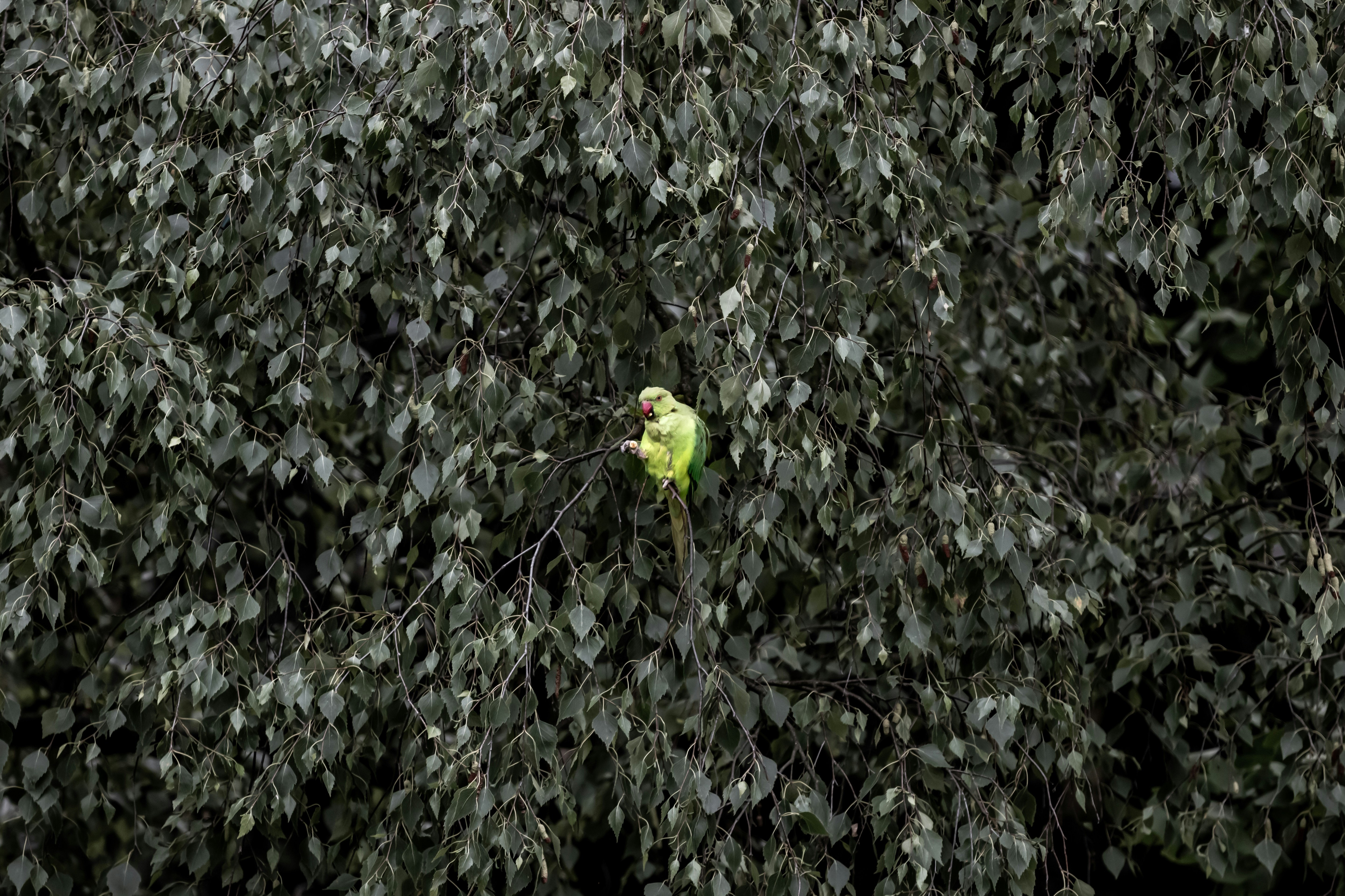 Emerald Songbird on a Velvet Leaf Curtain