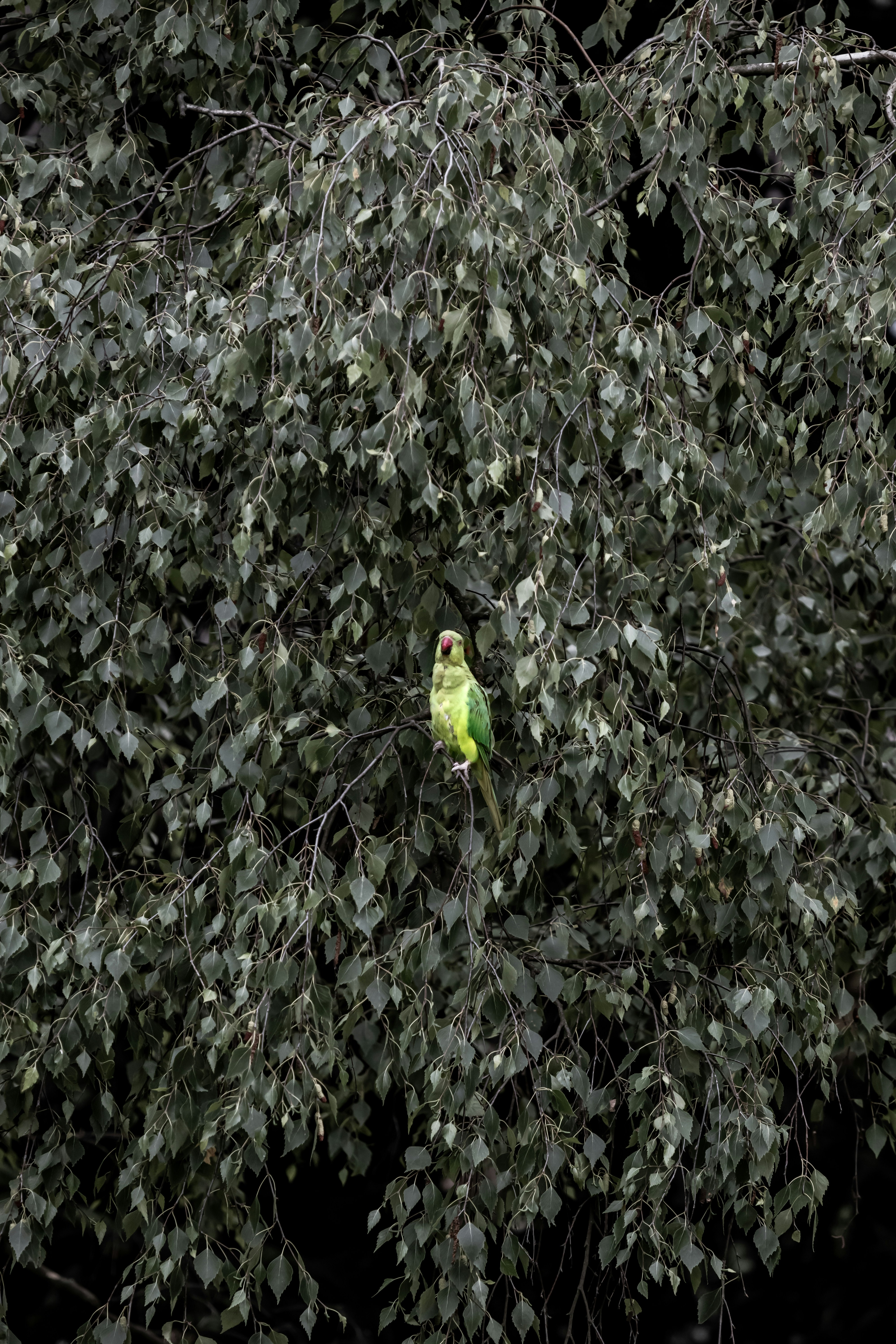 A vibrant green parakeet perched on a branch, surrounded by lush foliage, showcasing its vivid plumage against a backdrop of dark leaves.