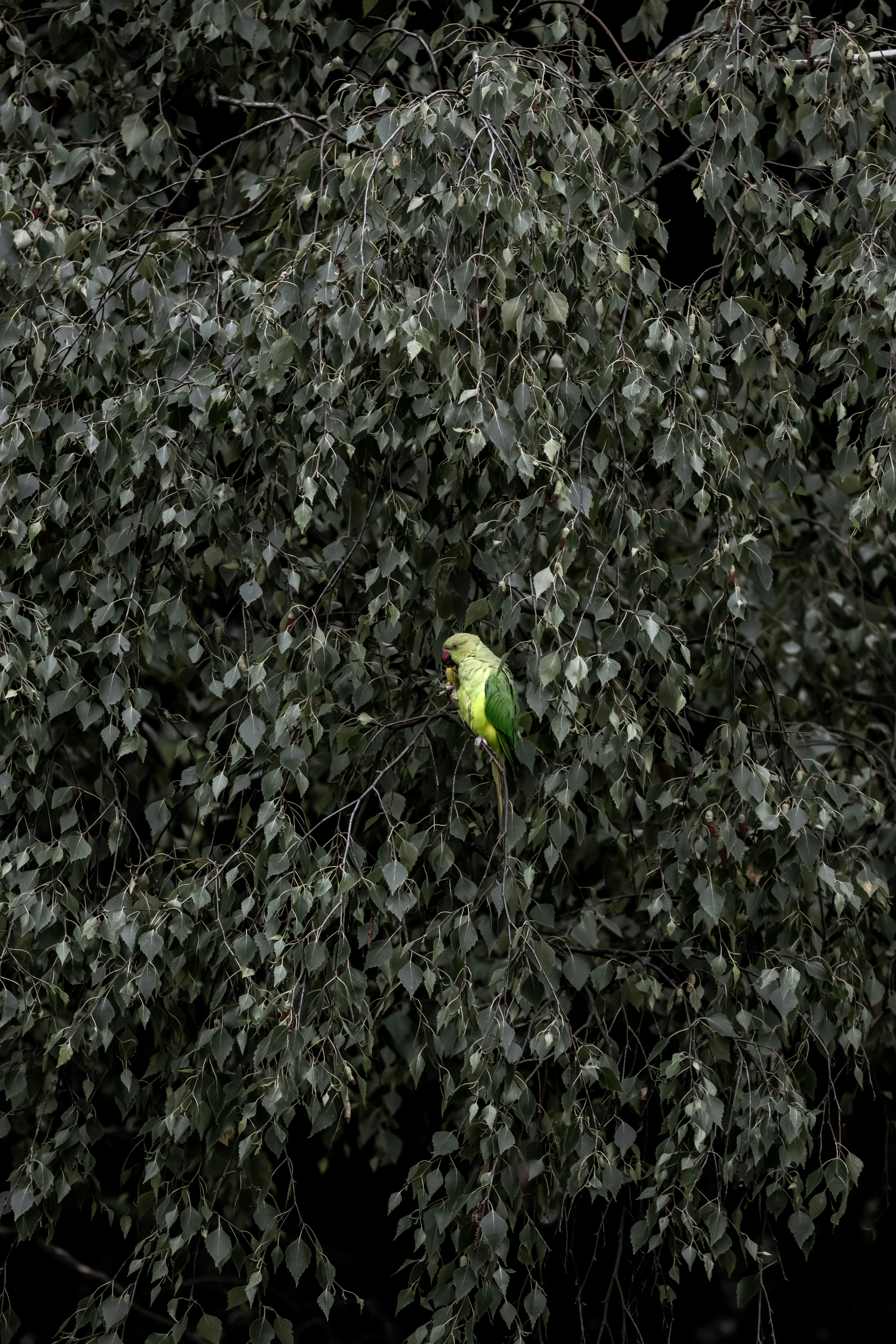 A vibrant green parrot perched on a branch, surrounded by a dense canopy of leaves. The scene captures the essence of nature's harmony.