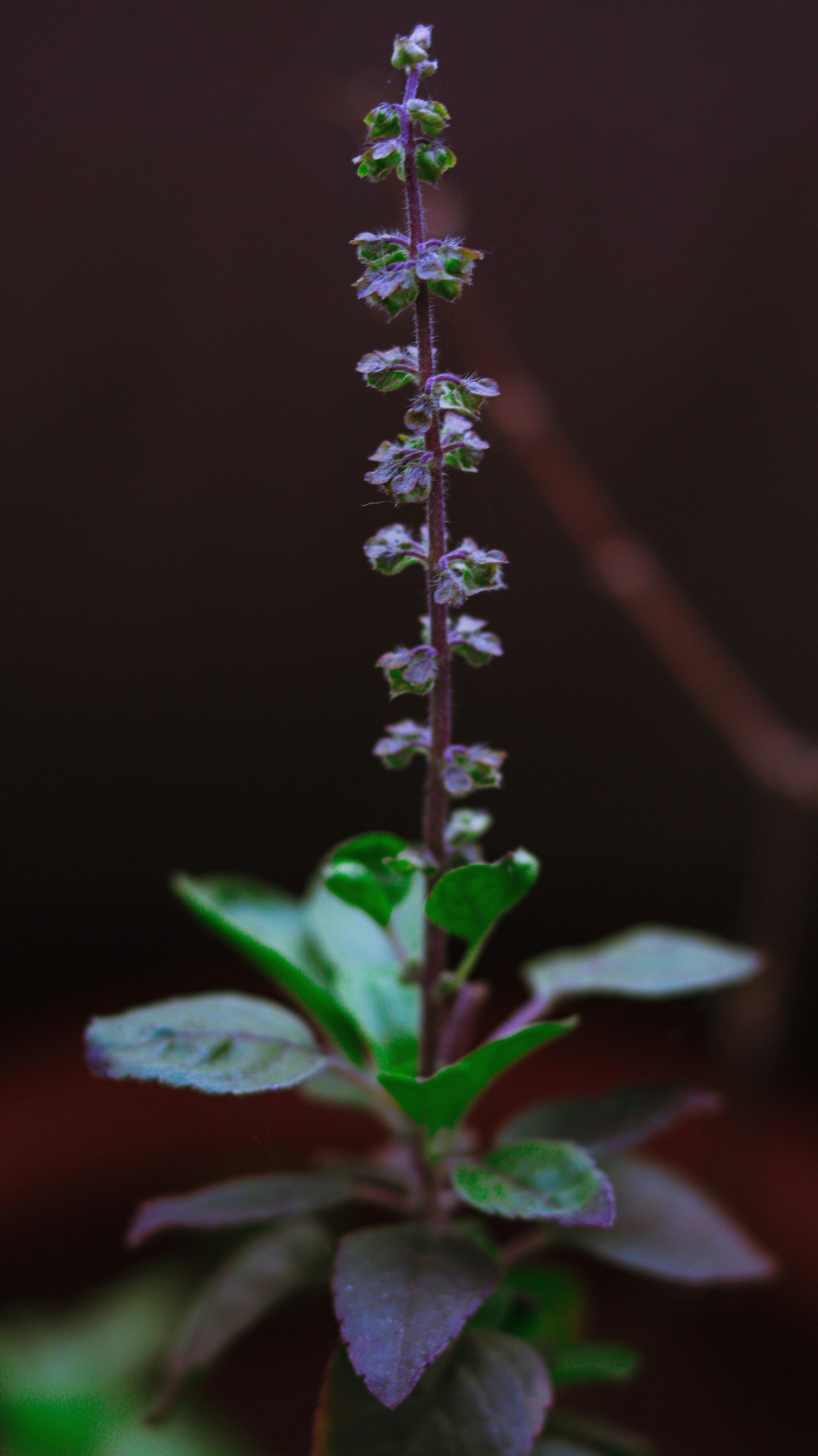 Frost-Kissed Spike: Macro Portrait of a Purple-Stemmed Herb