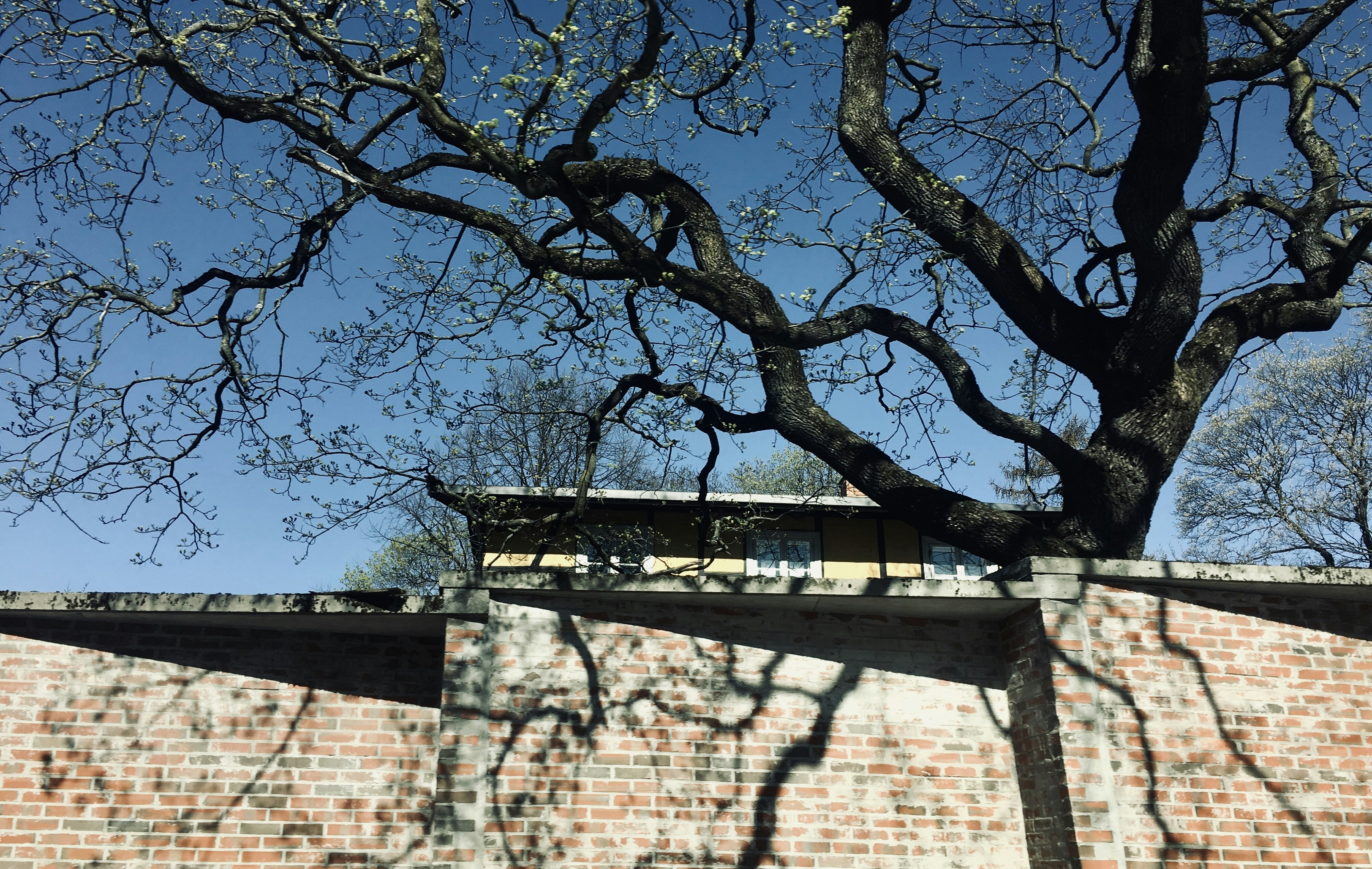 brown brick building near tree during daytime