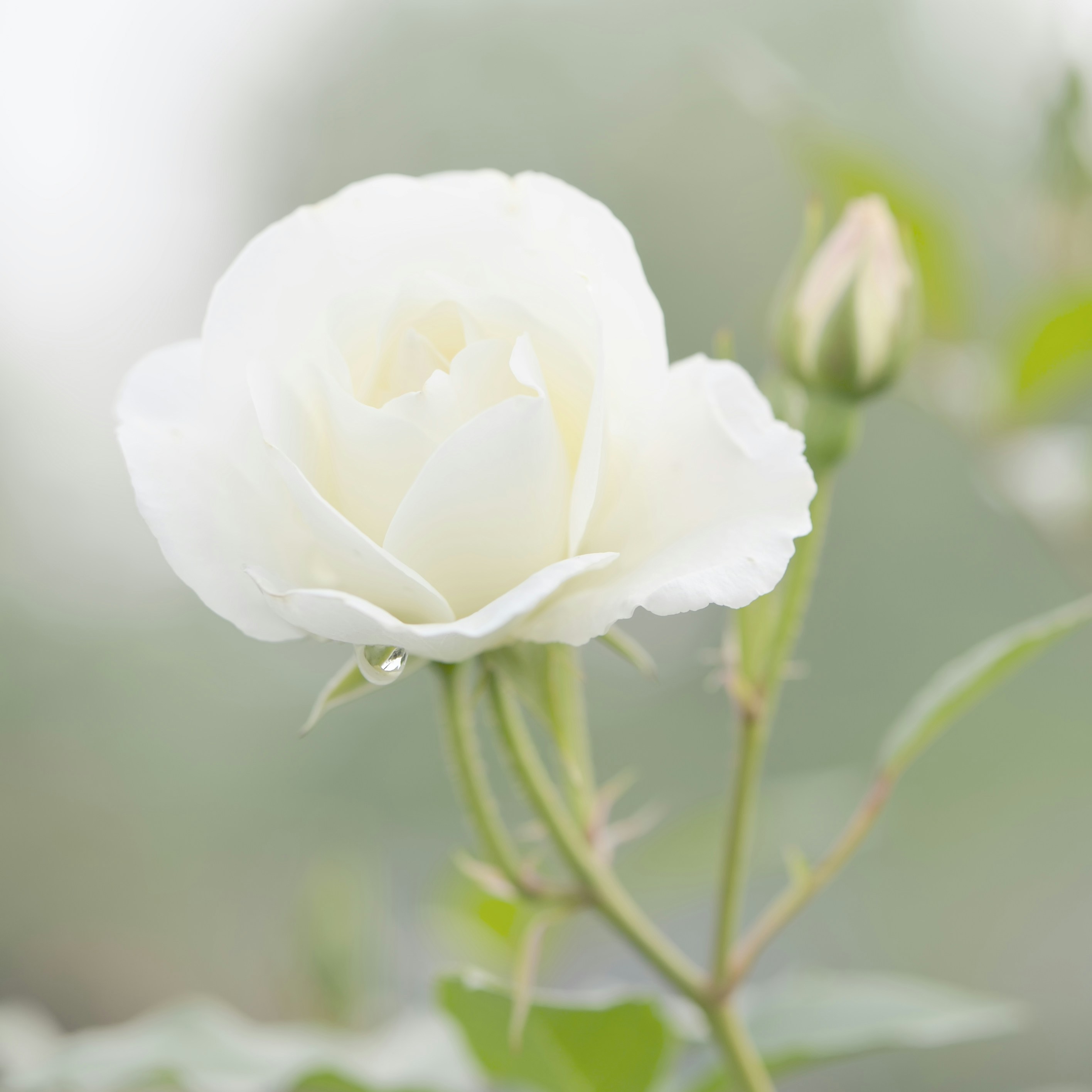 White rose in bloom during daytime photo – Free Flower Image on Unsplash