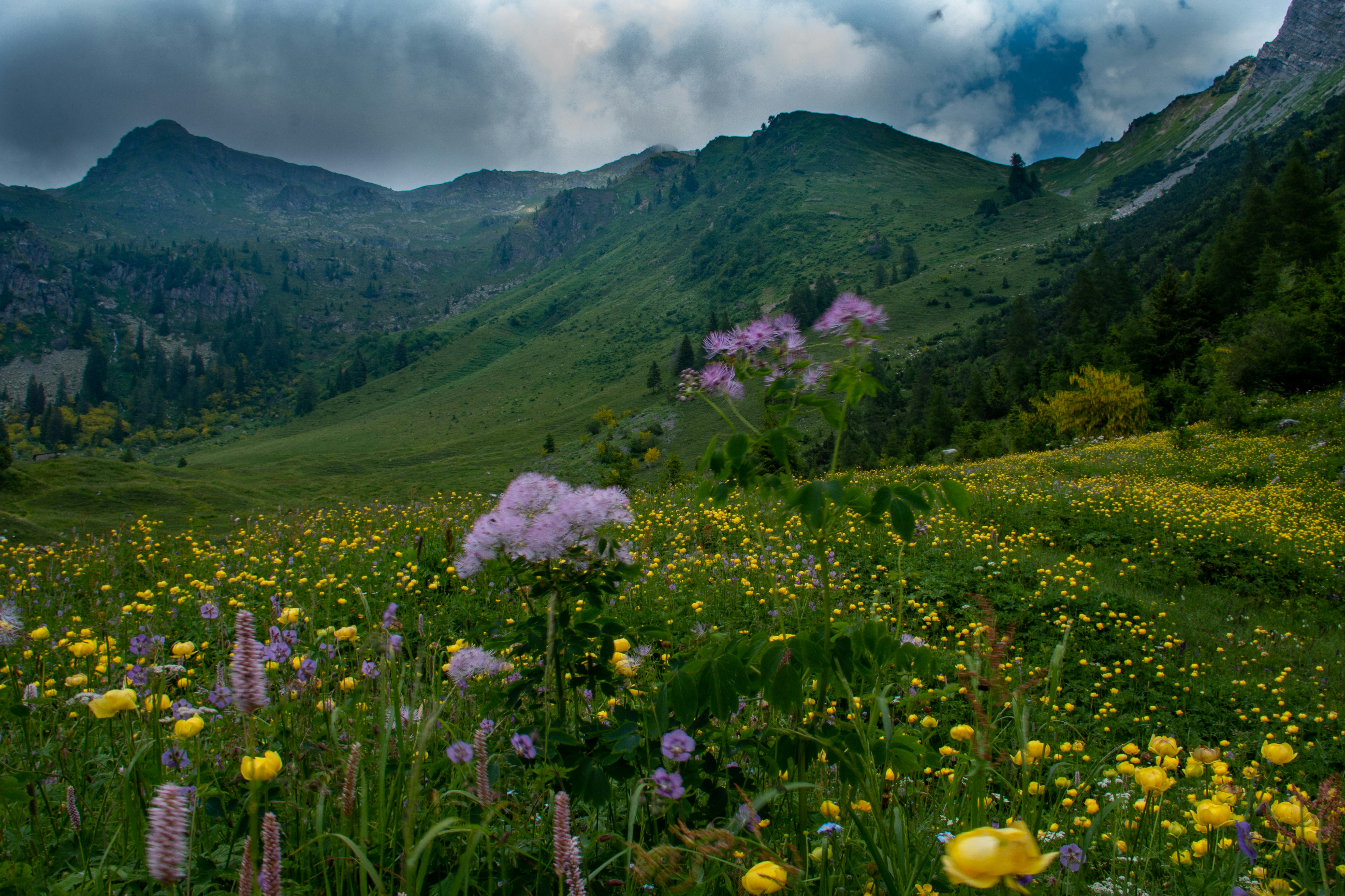 Purple Crown Among Golden Wildflowers: Alpine Meadow Under Cloud-Soft Peaks