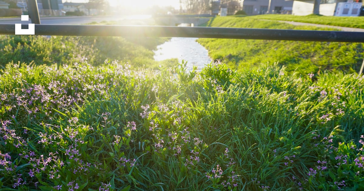 Green Grass Field Near Body Of Water During Daytime Photo Free