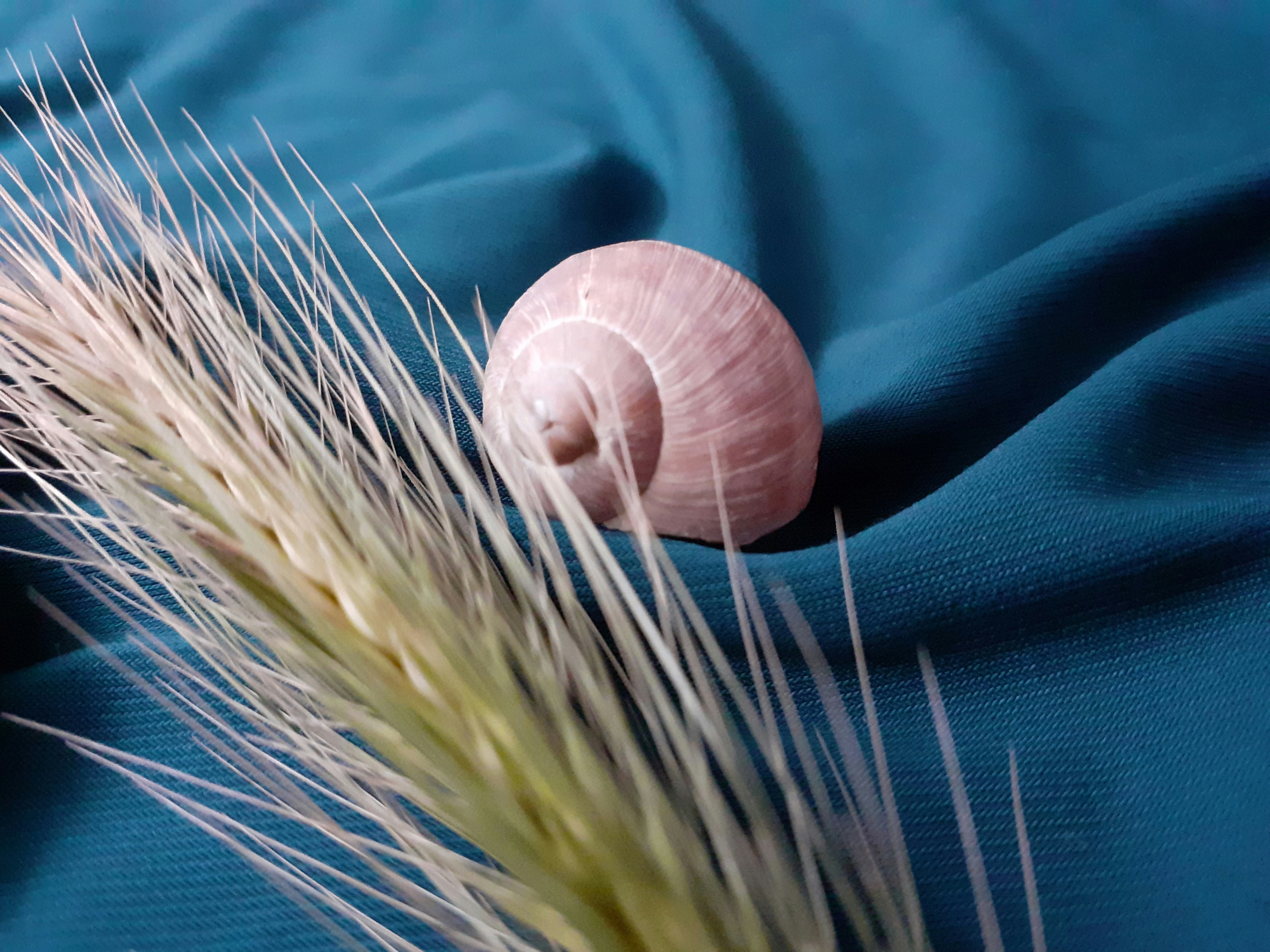 Pink seashell resting on a teal fabric beside a sprig of wheat.