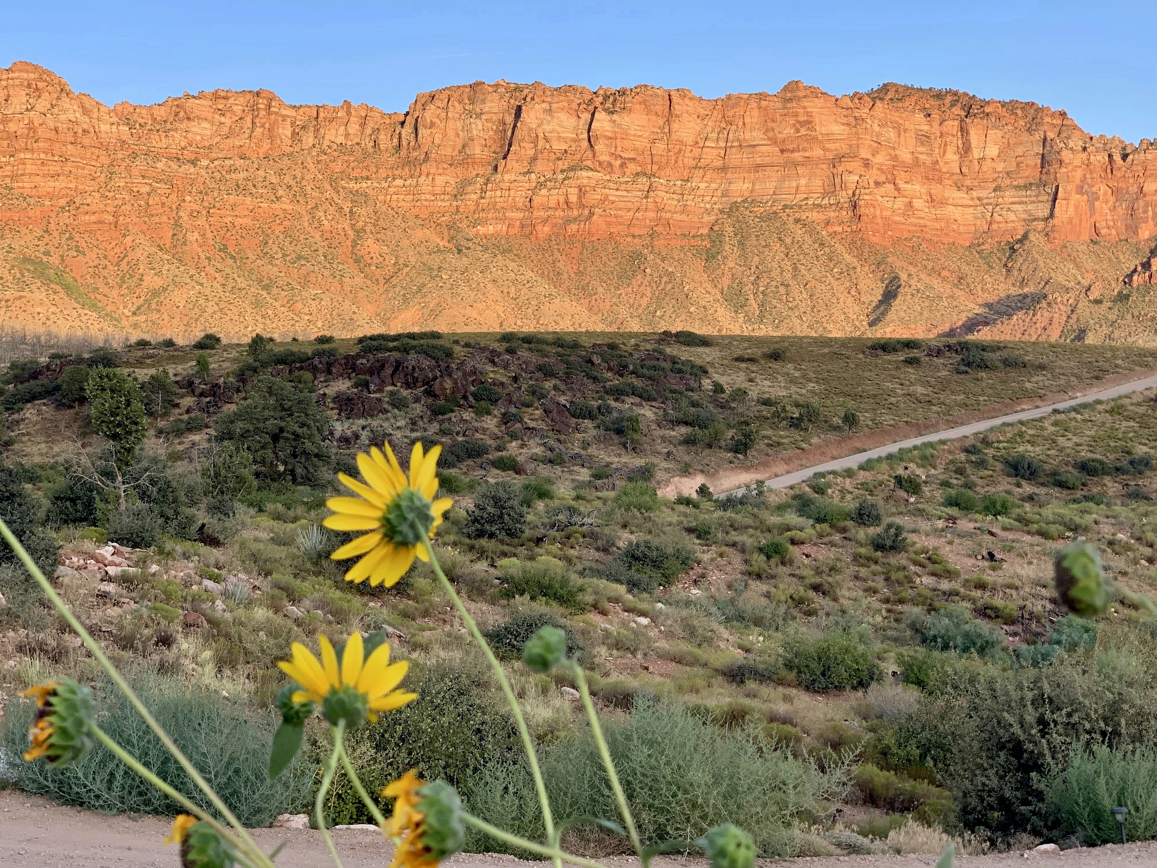 This captivating image features vibrant yellow wildflowers in the foreground, set against the dramatic backdrop of red sandstone cliffs. The warm evening light casts a golden hue over the landscape, enhancing the vivid colors and textures of the desert terrain. The composition beautifully contrasts the delicate flowers with the rugged cliffs, creating a visually striking scene full of depth and natural beauty.