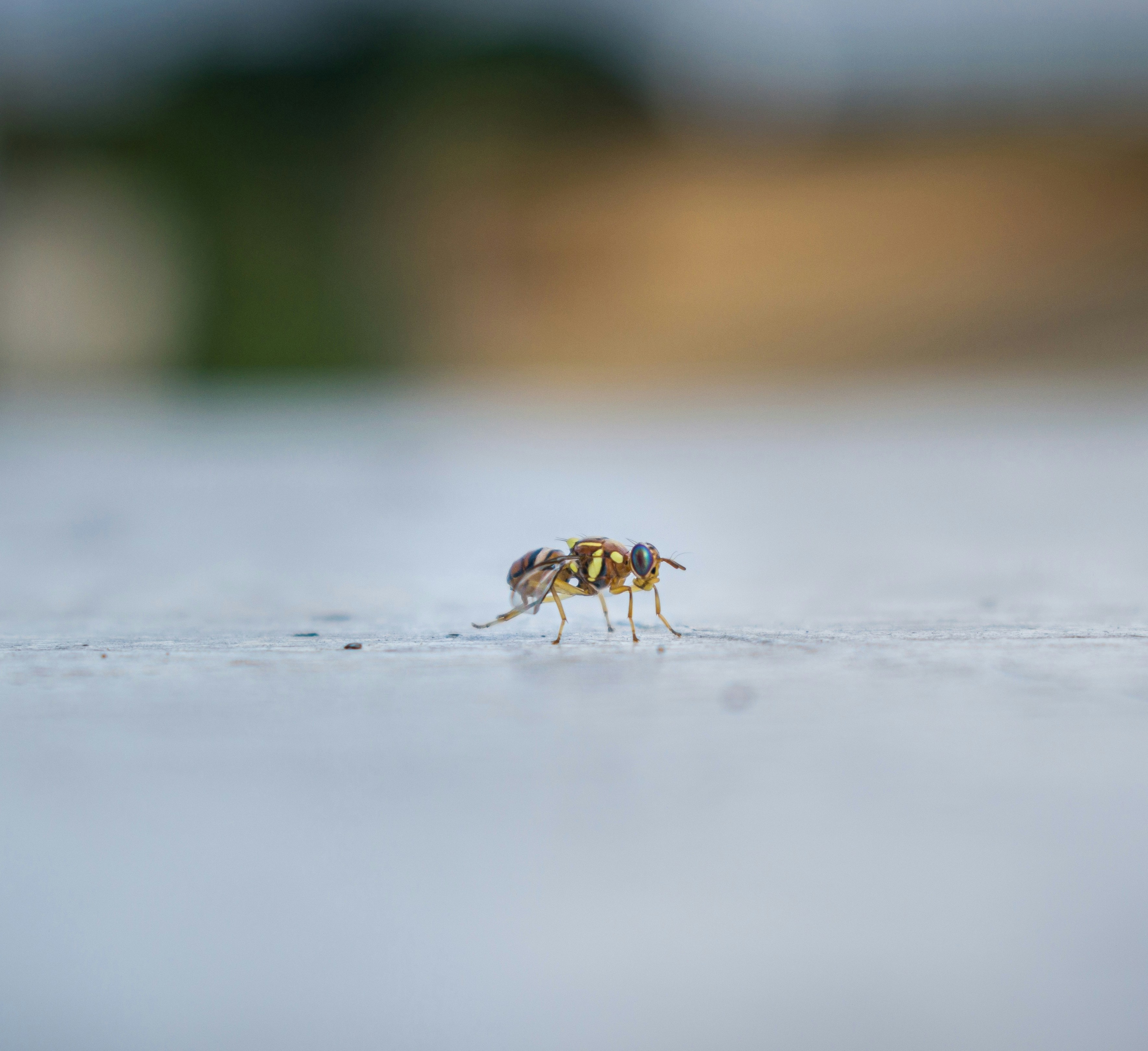 Close-up of a small insect walking on a smooth surface, showcasing its vibrant colors and delicate features.