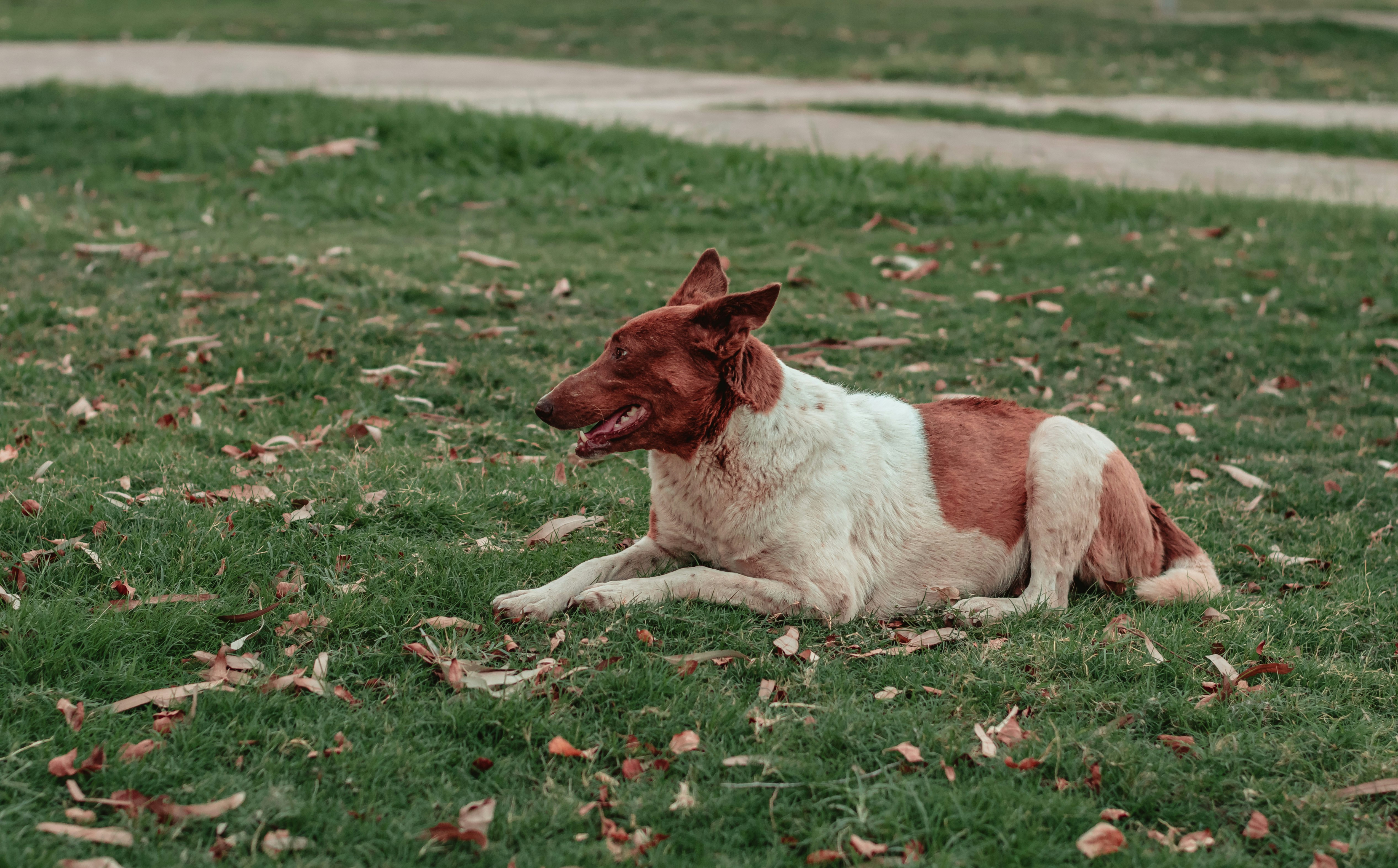 A brown and white dog relaxes on a grassy field, surrounded by fallen leaves, embodying tranquility.
