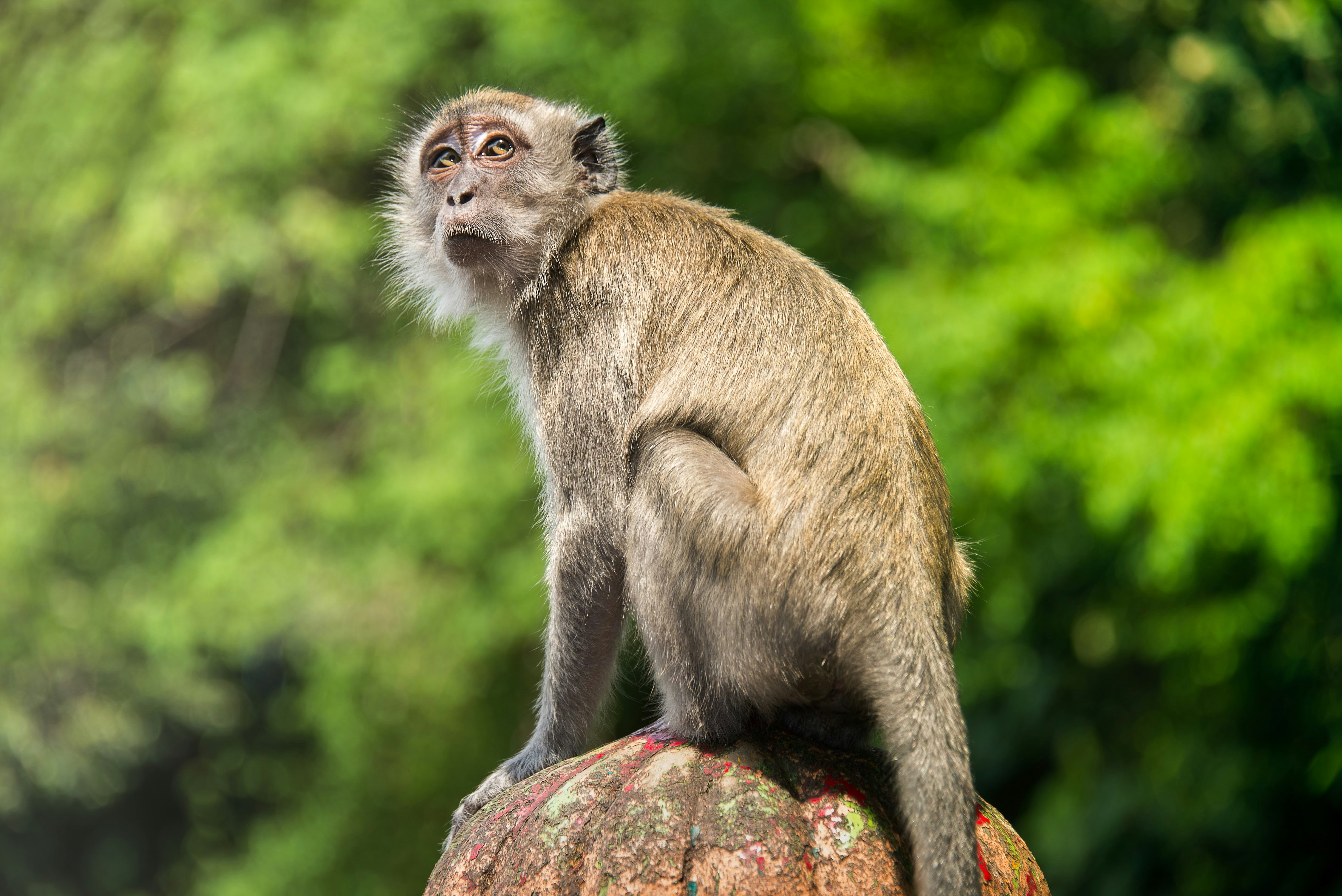 Lookout on a Sunlit Rock: A Macaque Surveys the Forest Edge