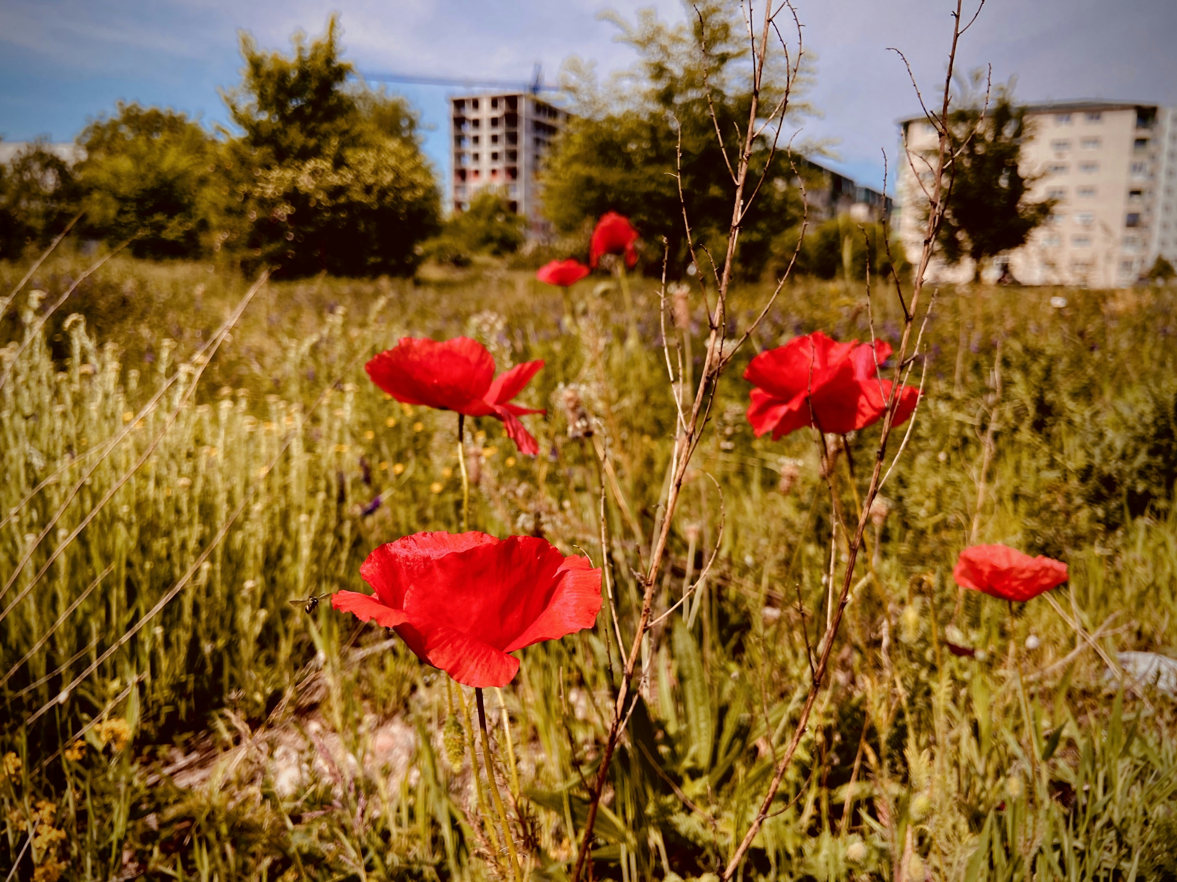 Red poppies in a sunlit meadow with distant buildings
