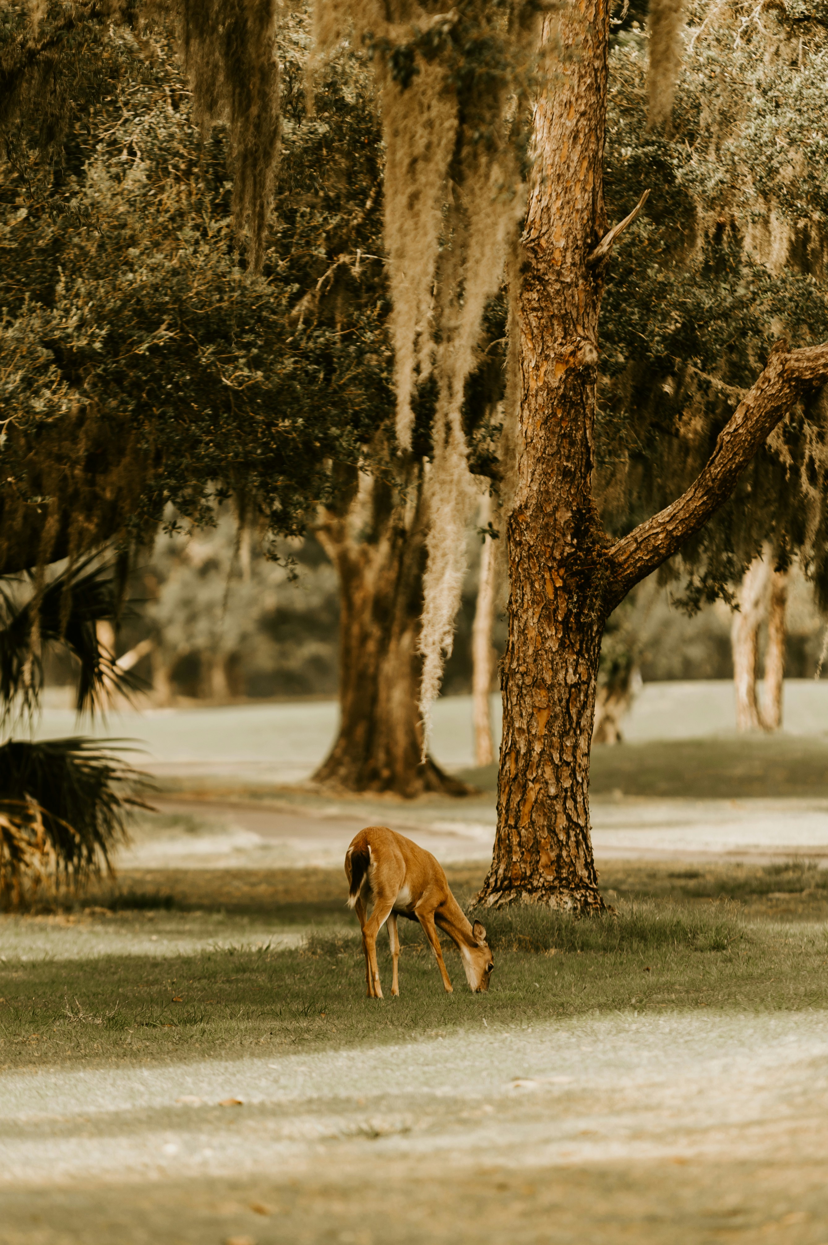 A deer forages on the lush grass under the dappled light of towering trees adorned with Spanish moss.