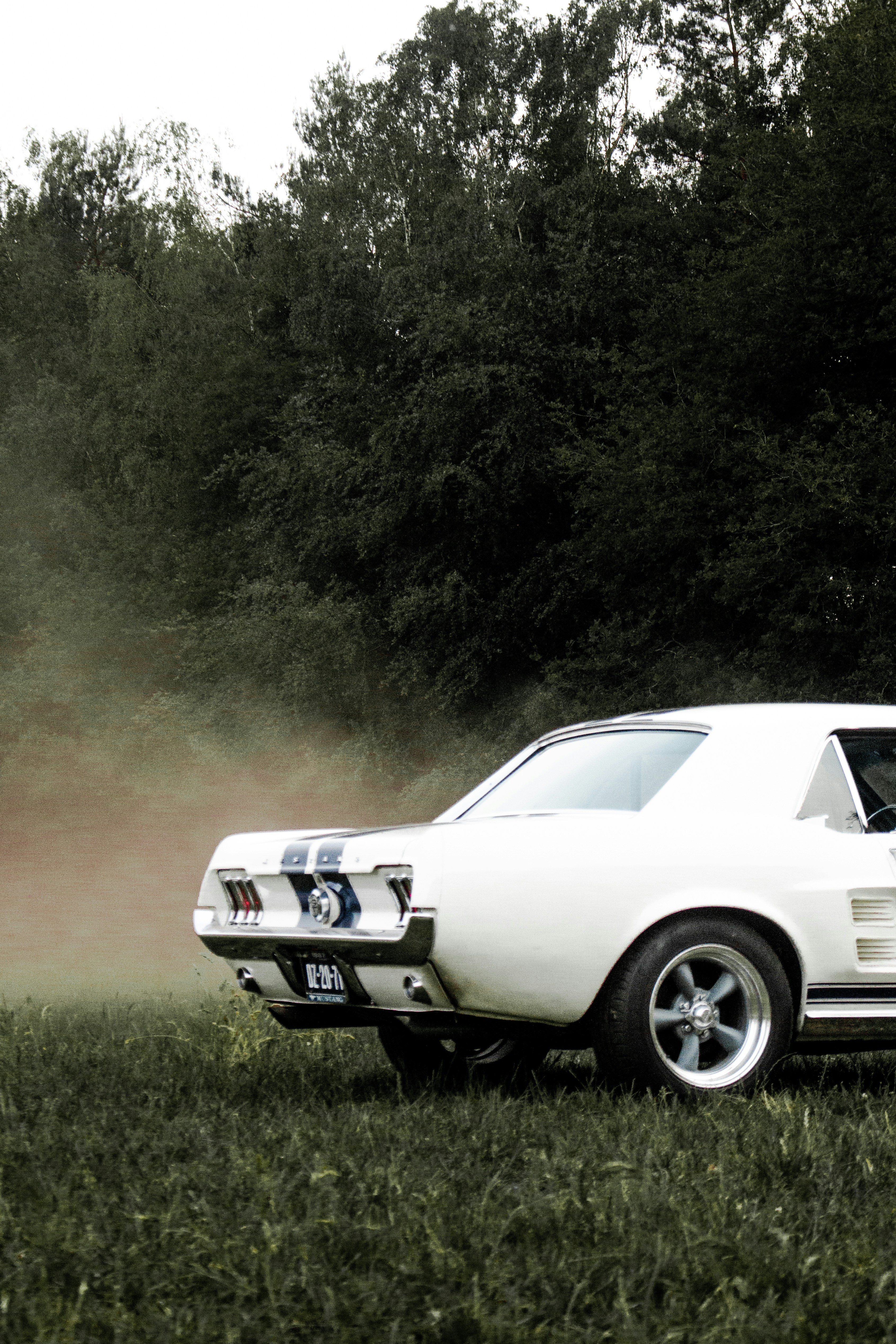 Mustang, like a horse in the wild.  
