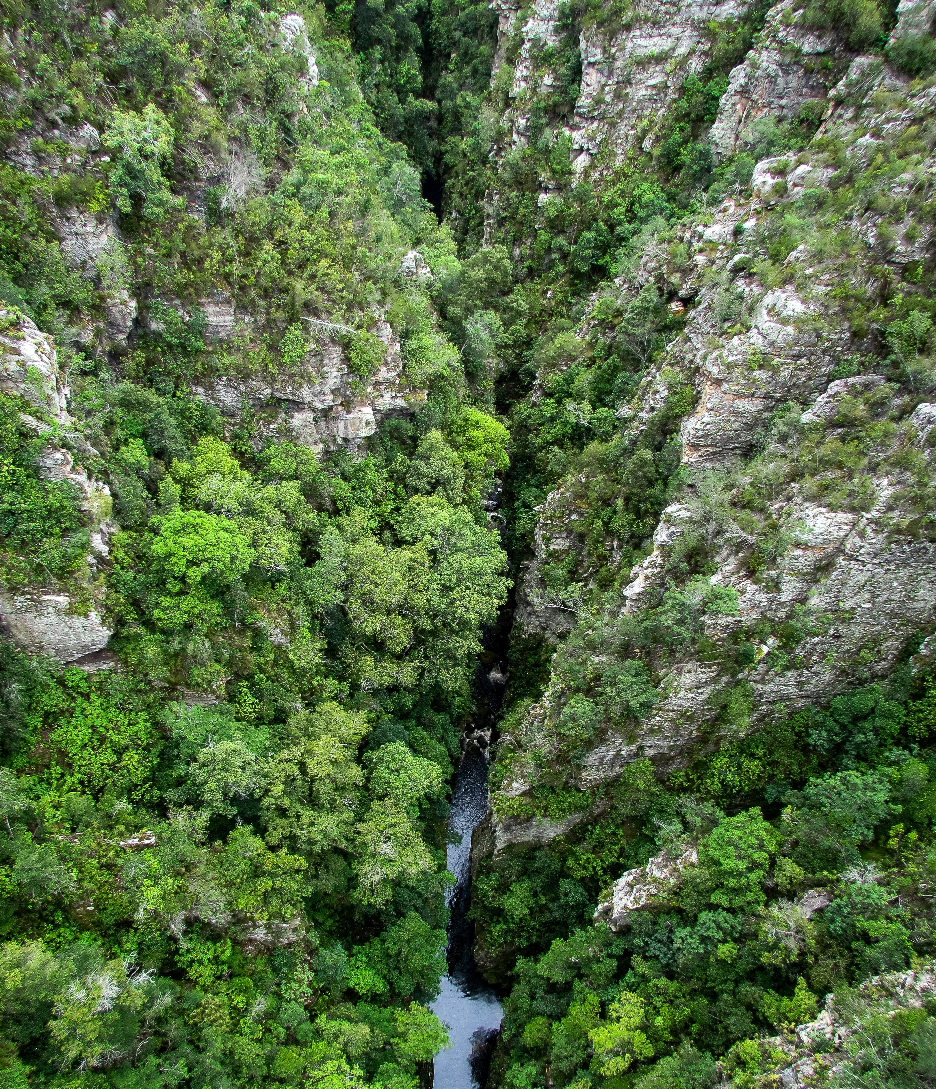 Aerial view of a lush canyon with dense greenery surrounding a narrow waterway. The rocky cliffs frame the vibrant foliage beautifully.
