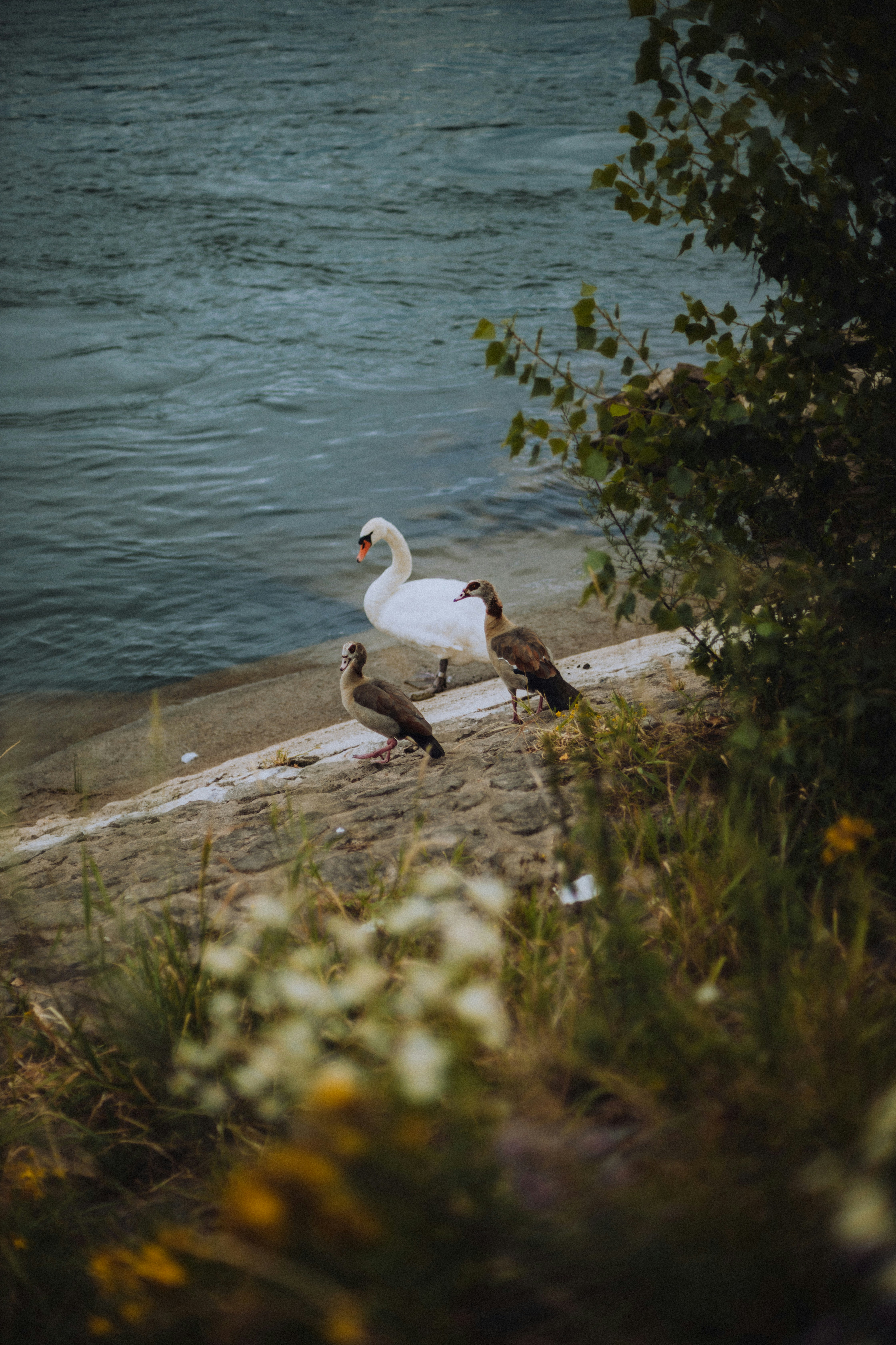 Edge of Calm: White Swan and Two Ducks by the Riverbank