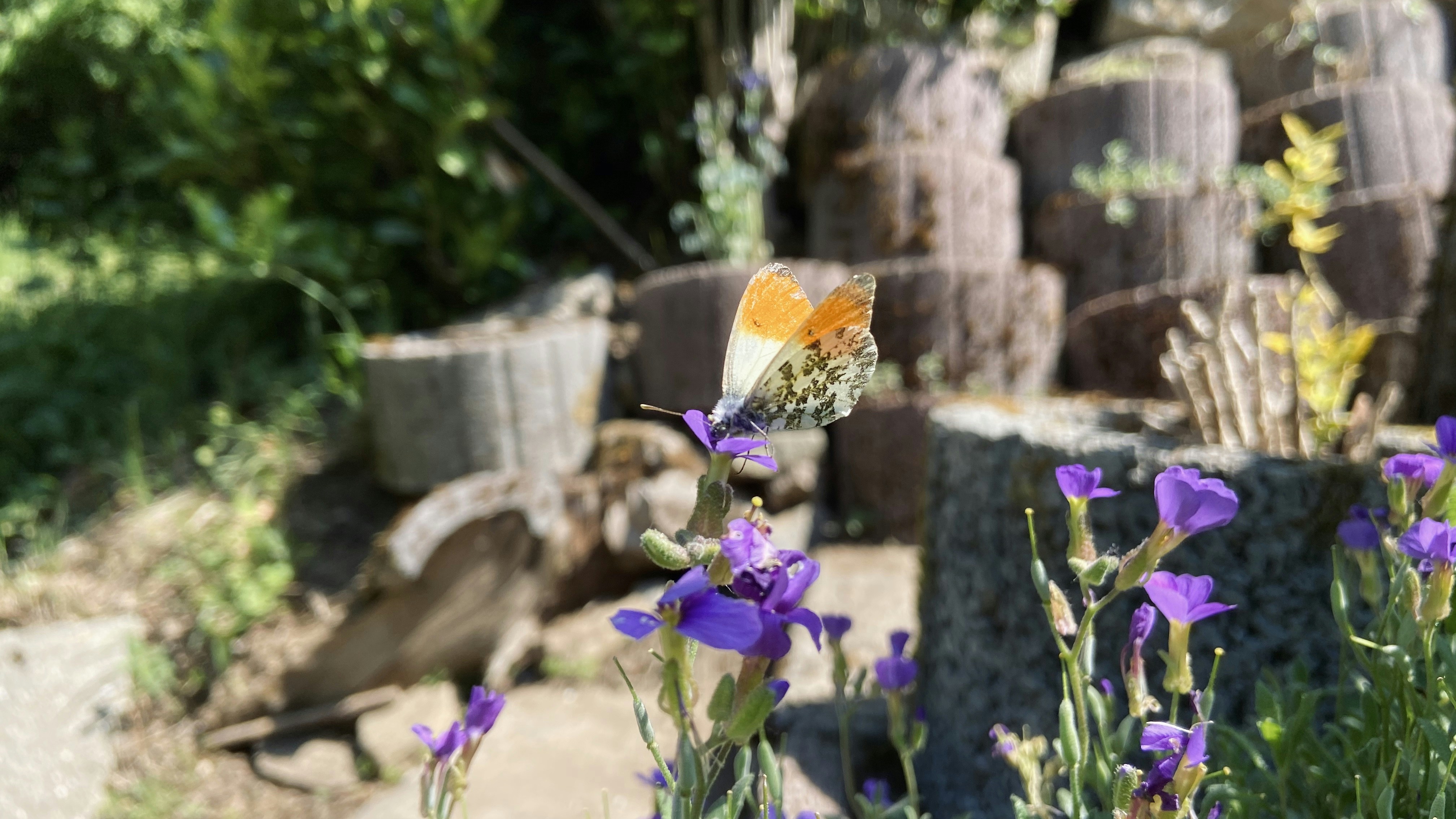 Papillon brun et blanc perché sur la fleur violette pendant la journée ...
