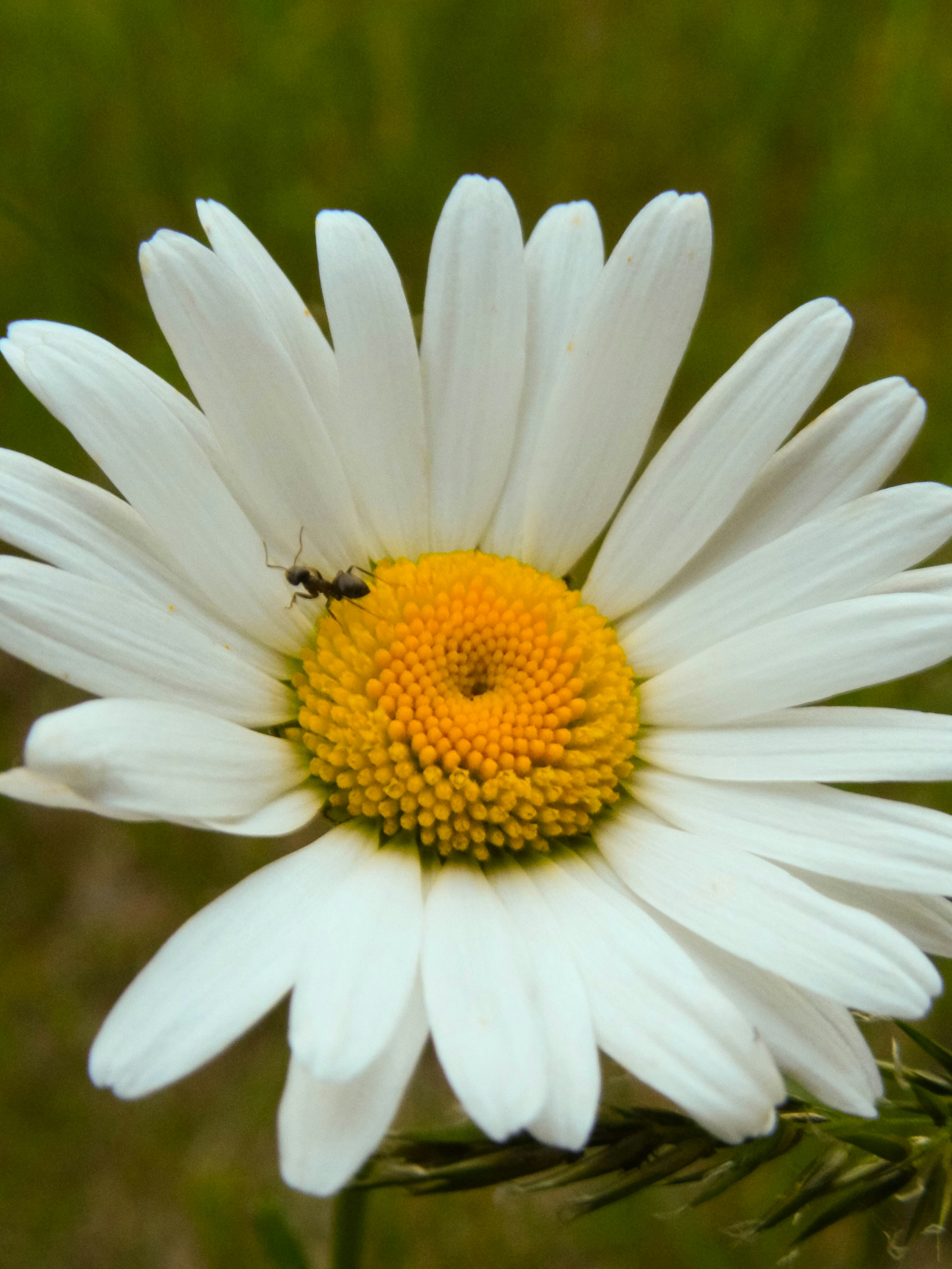 An ant exploring the vibrant center of a daisy, surrounded by delicate white petals against a blurred green background.
