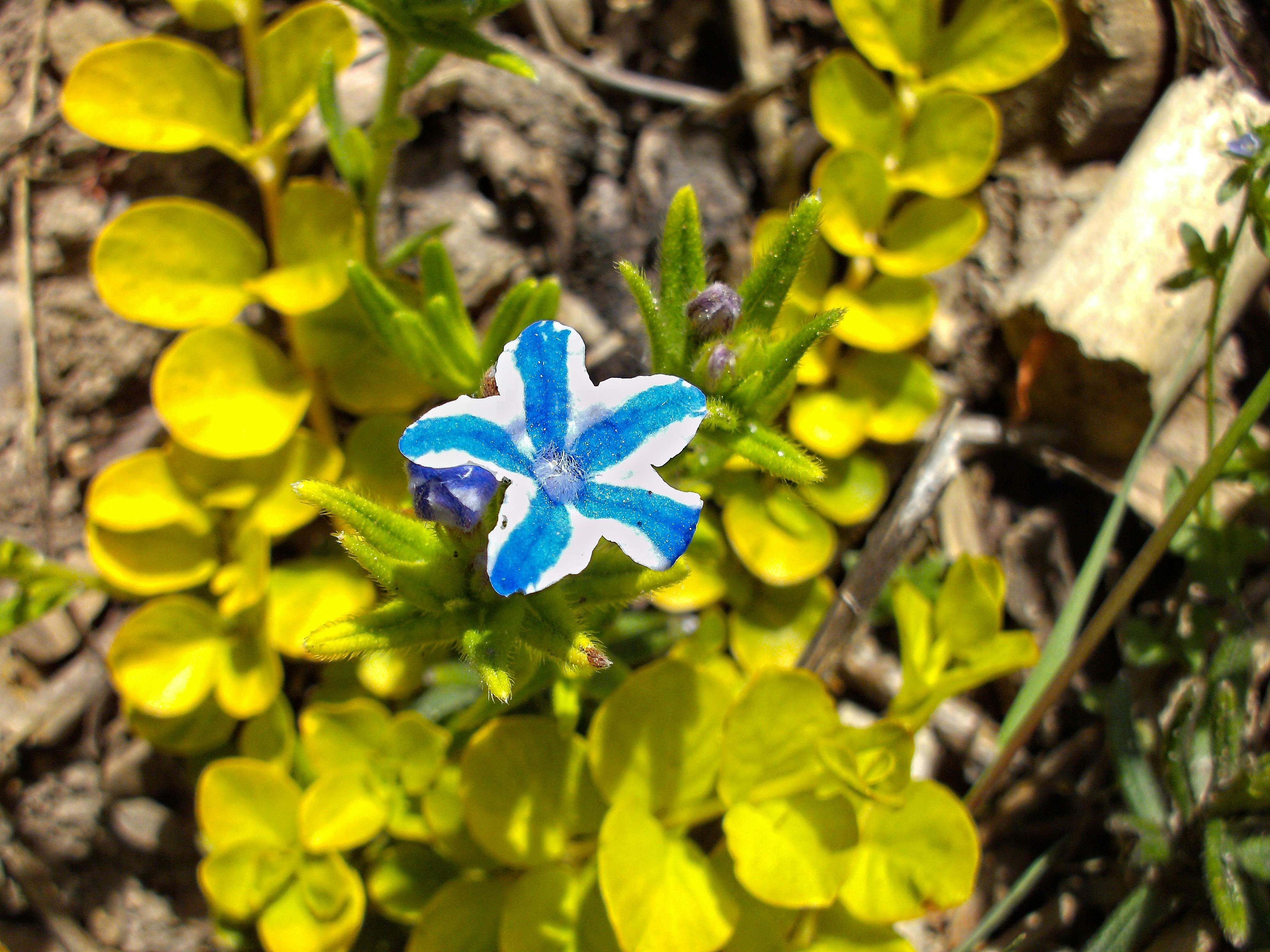 Close-up photograph of a blue star-shaped flower set among bright chartreuse leaves and exposed soil.