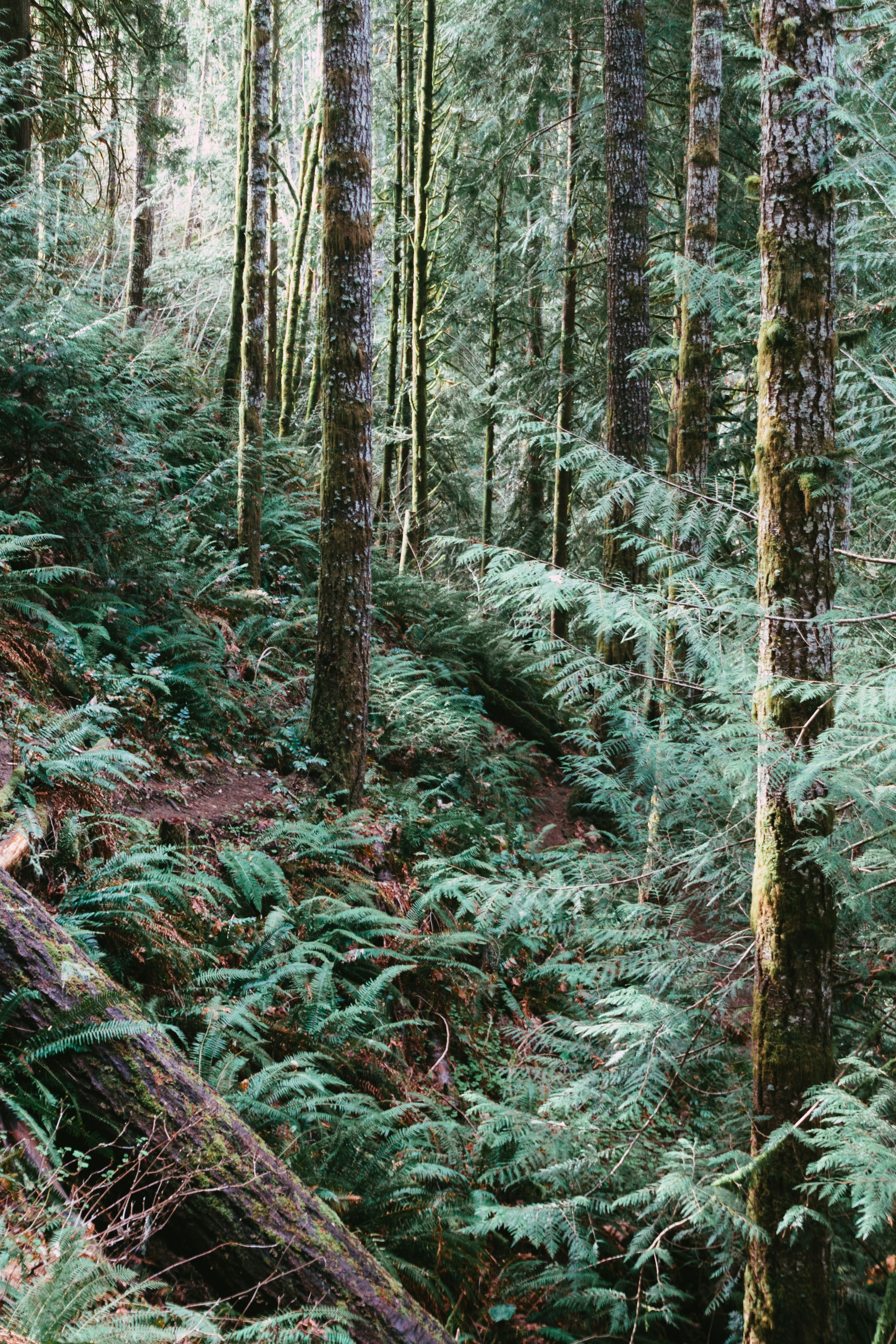 Définition de meunier | Dictionnaire français