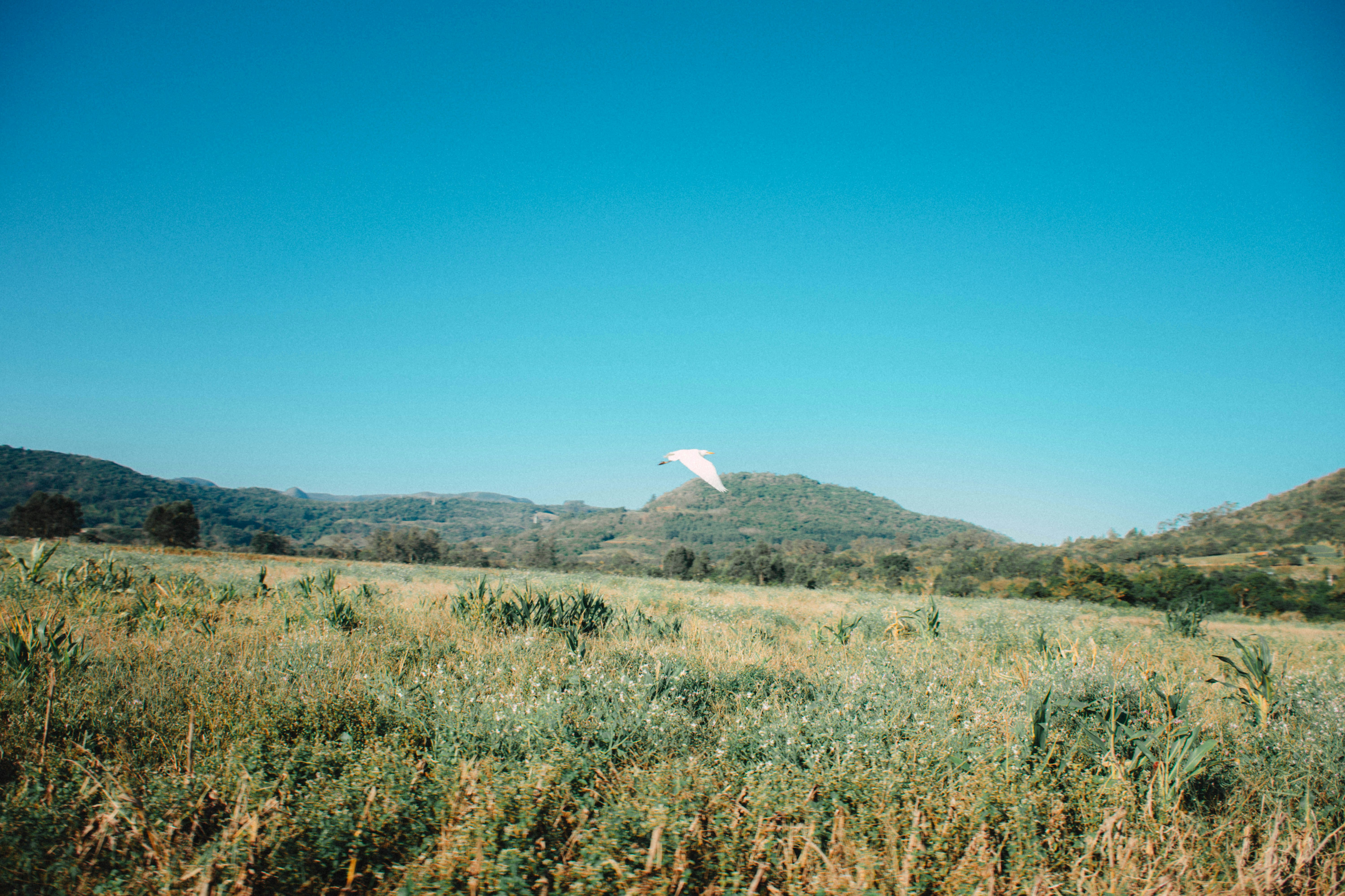 Green grass field near mountain under blue sky during daytime photo ...