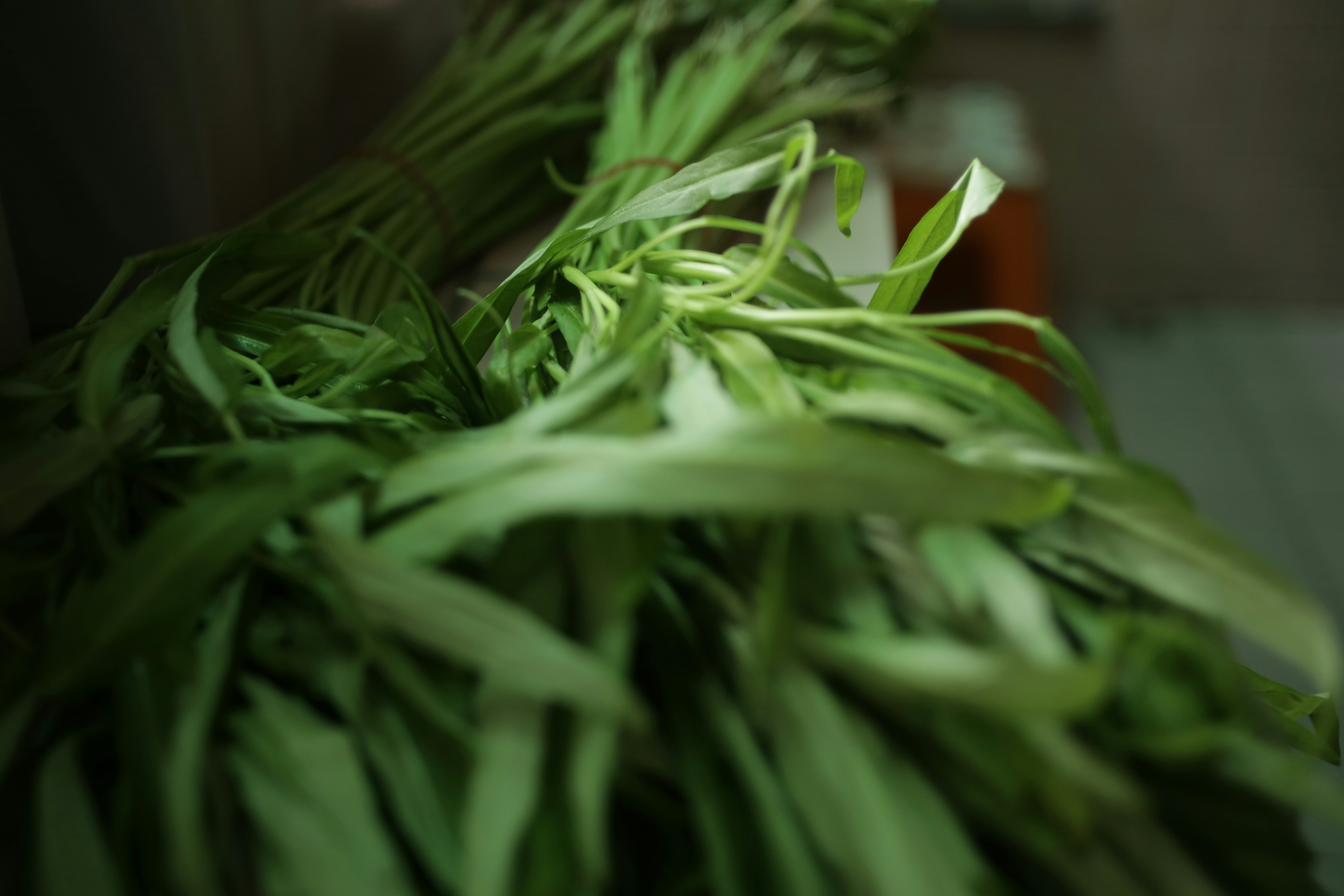 A close-up view of lush green leaves, showcasing their intricate textures and vibrant hues. The composition emphasizes the freshness and vitality of the plant life.