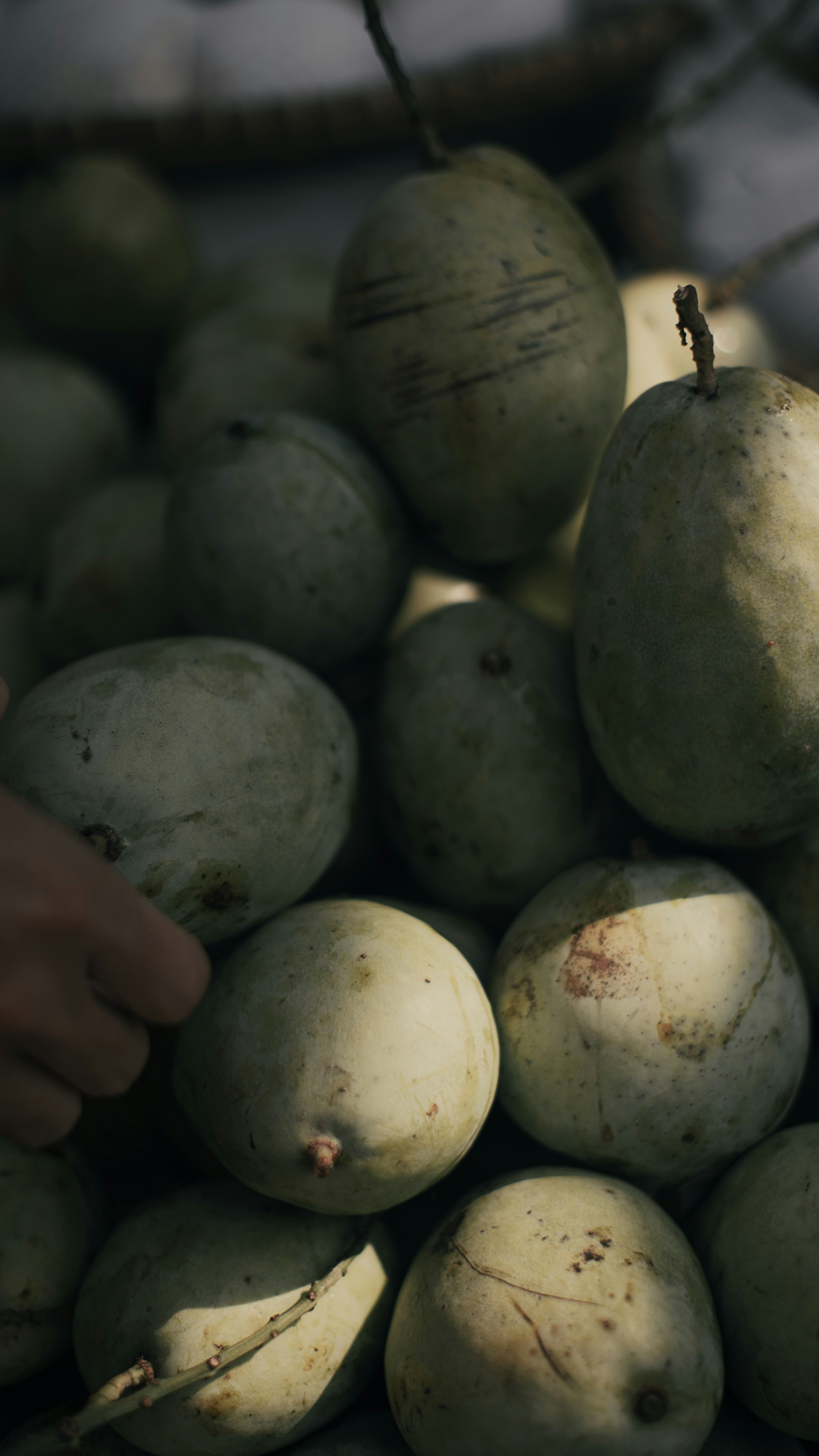 Mounded Green Mangoes: Quiet Harvest in Dappled Light