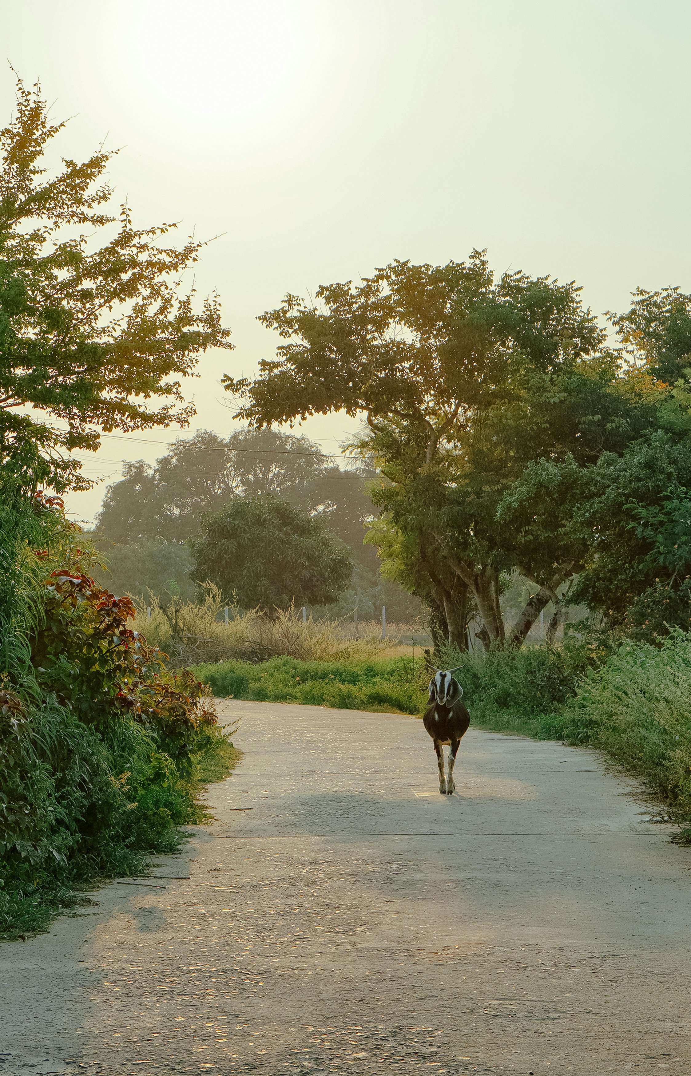 Golden Hour on the Road: A Lone Goat on the Quiet Country Lane
