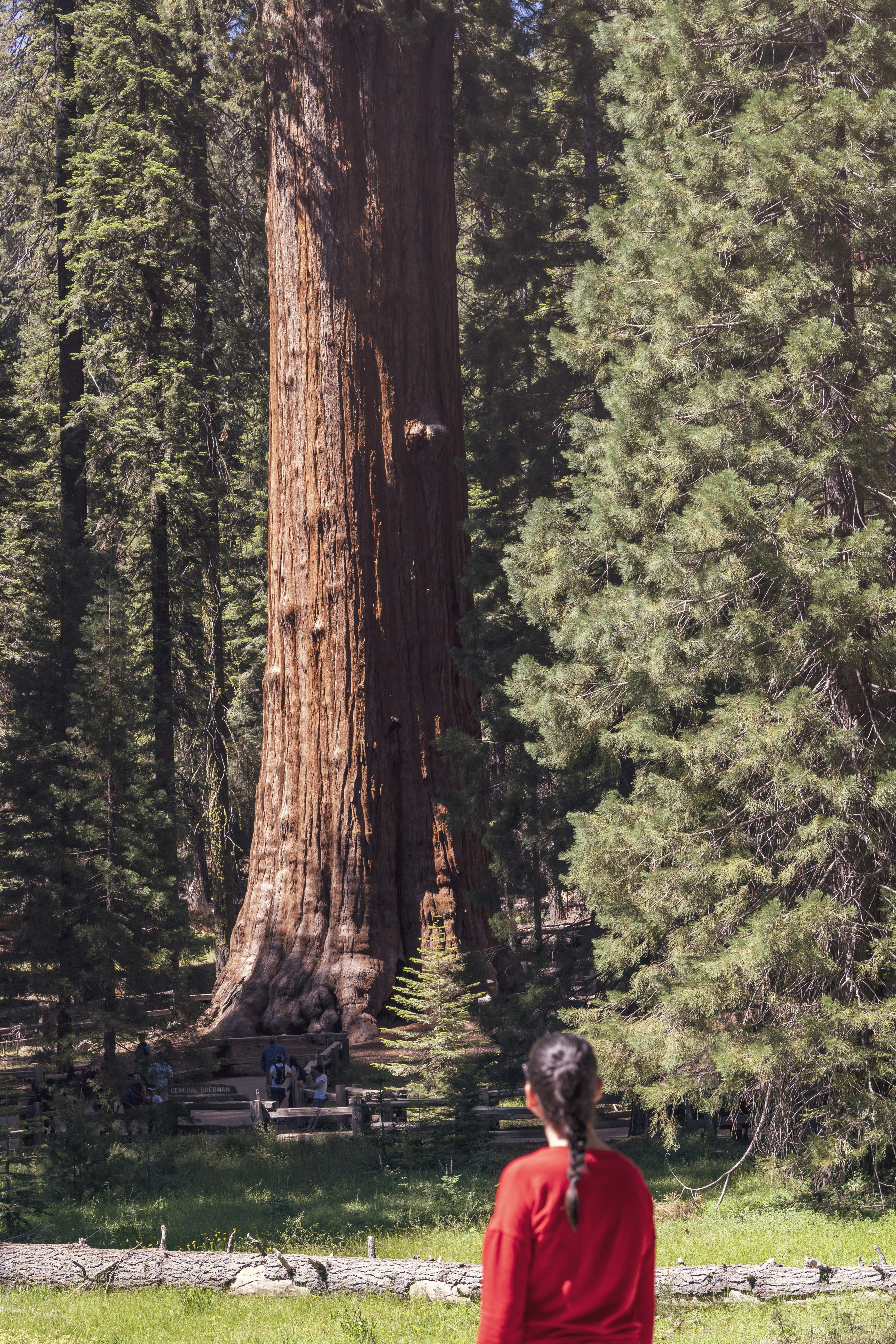Woman in black jacket sitting on brown wooden bench near green trees ...