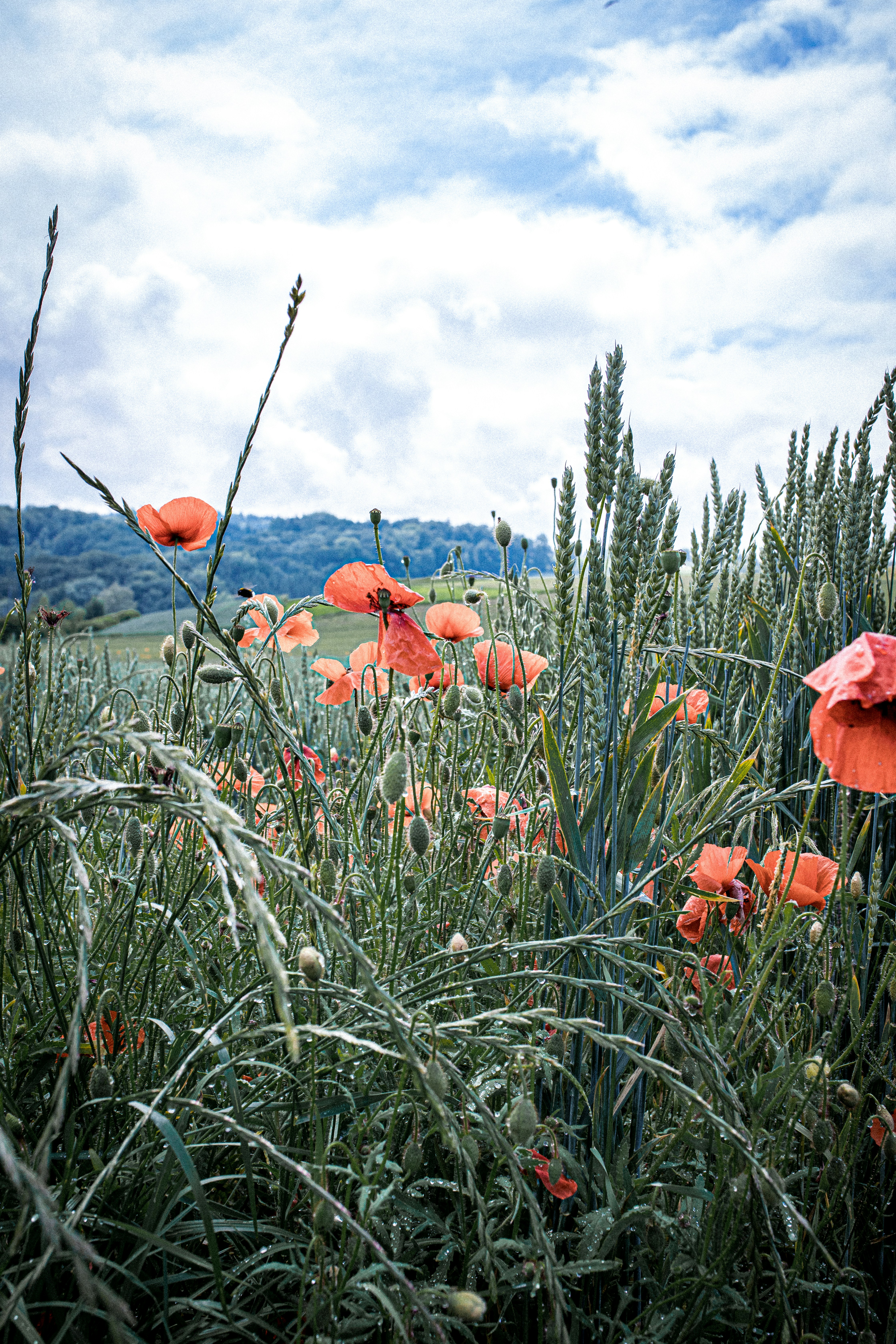 Poppies at the Field's Edge Under a Quiet Sky
