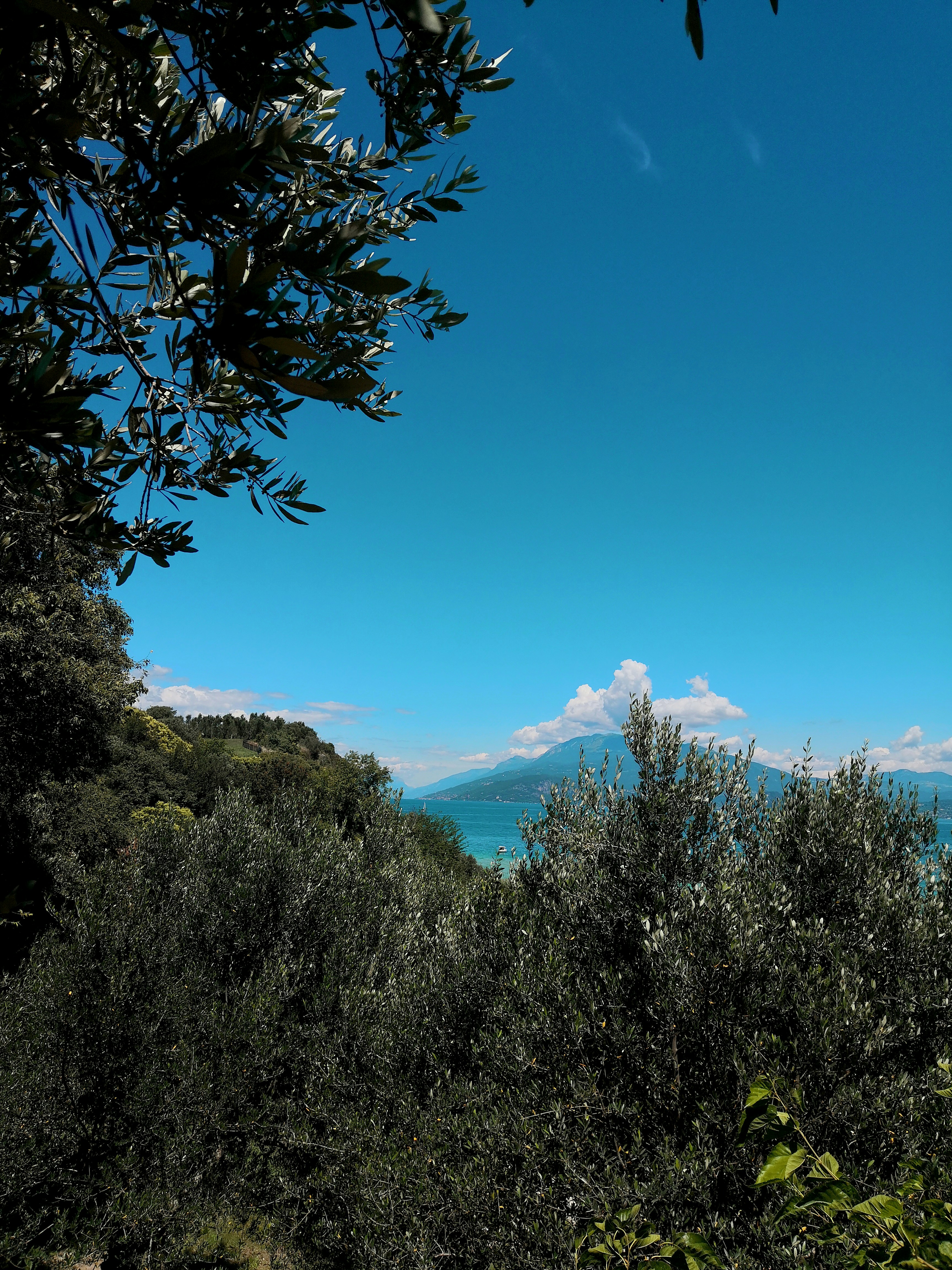 Lush greenery frames a serene view of the ocean and distant mountains under a clear blue sky.
